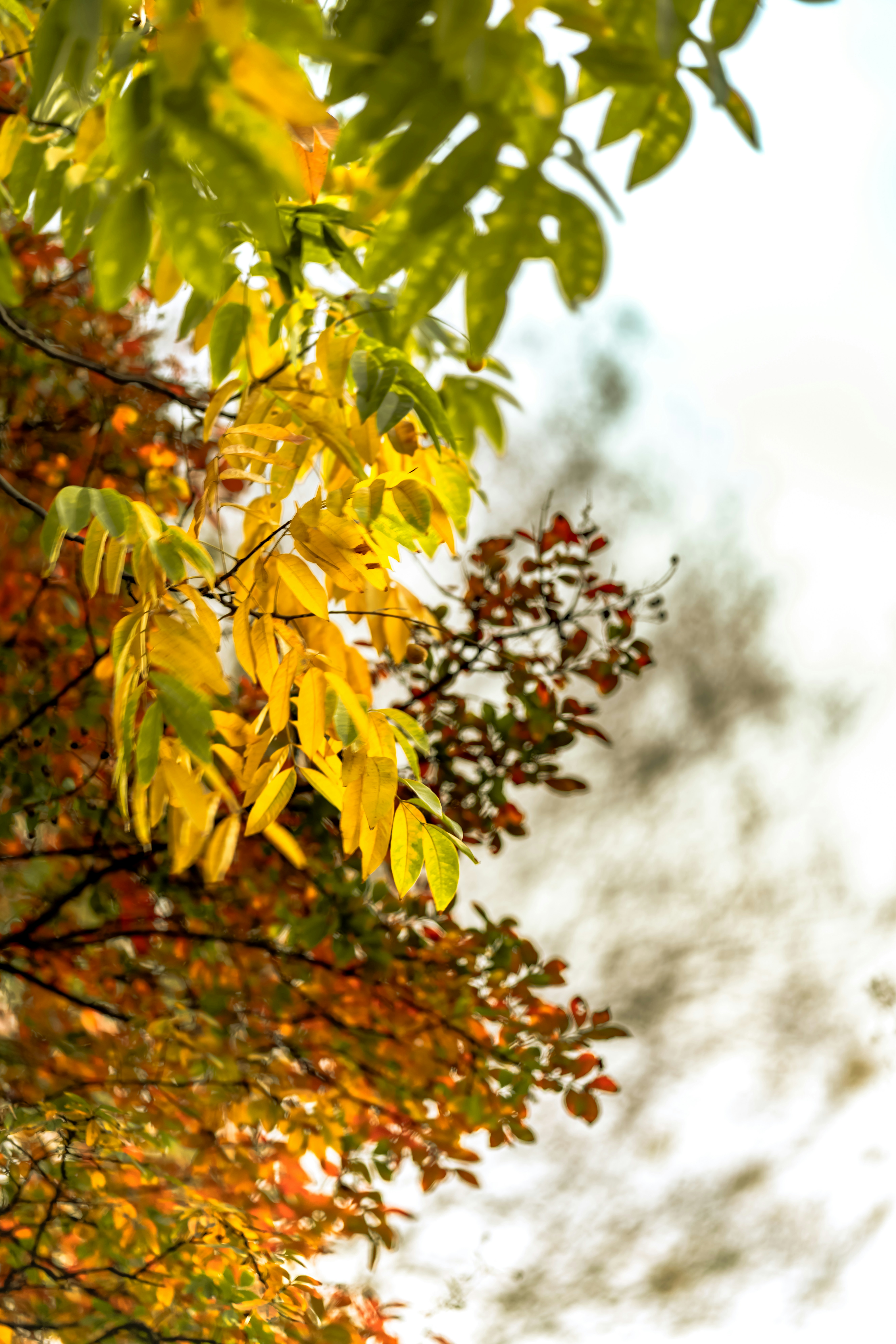 Green-leafed tree photo – Free Plant Image on Unsplash