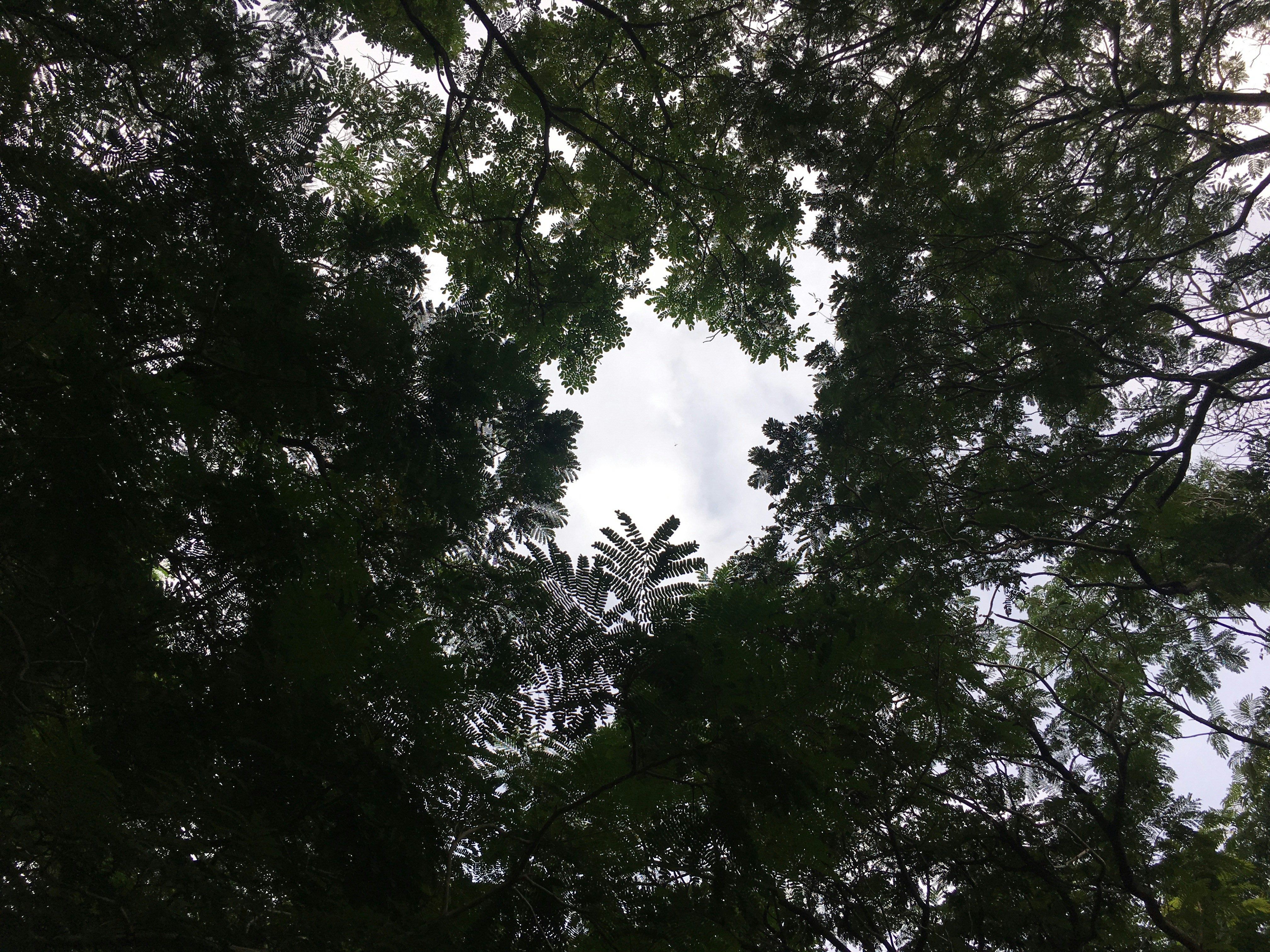 Trees | 3 best free tree, vegetation, plant and outdoor photos on Unsplash