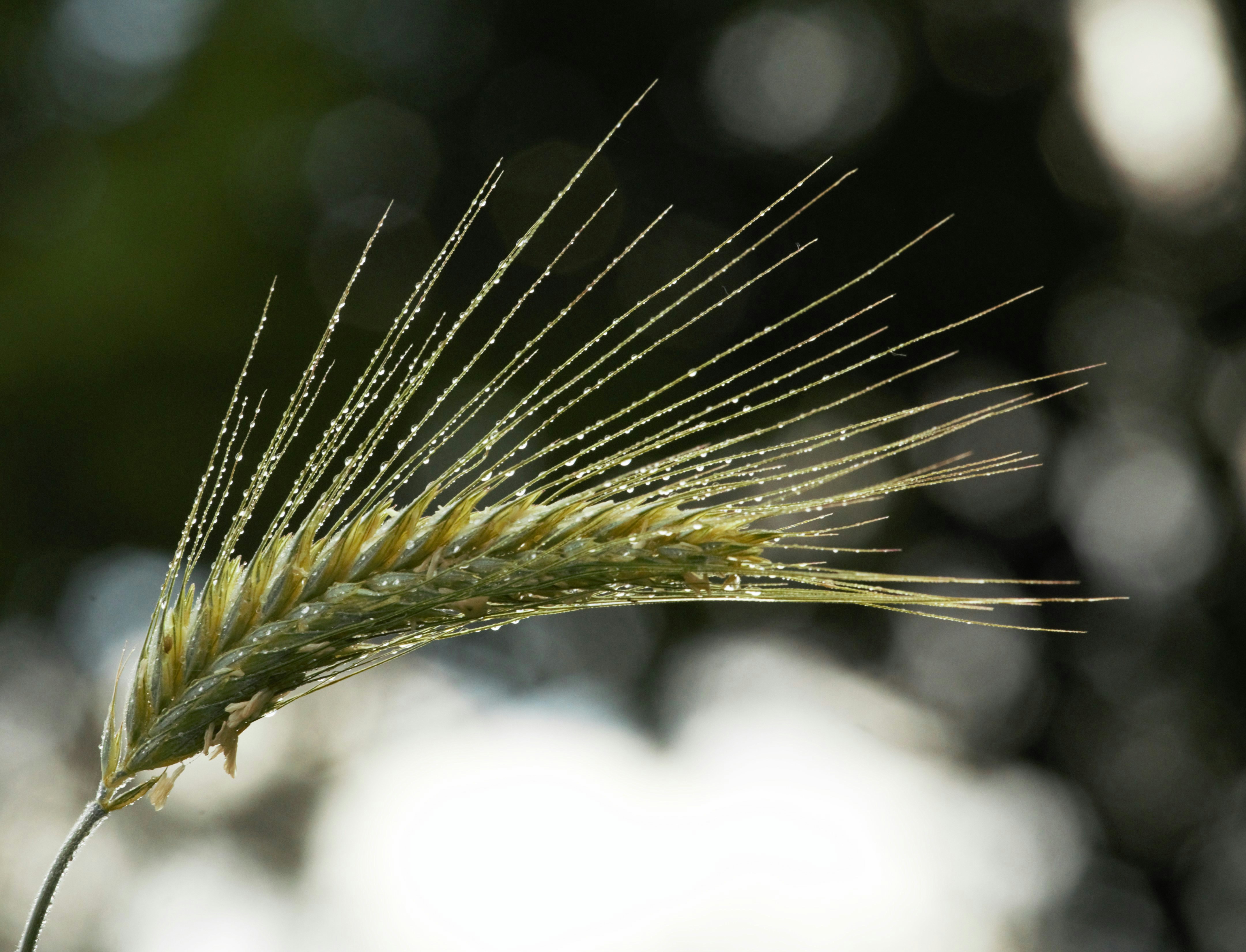 Dawn's Grain: a lone awned spike in sharp relief against a dreamy background
