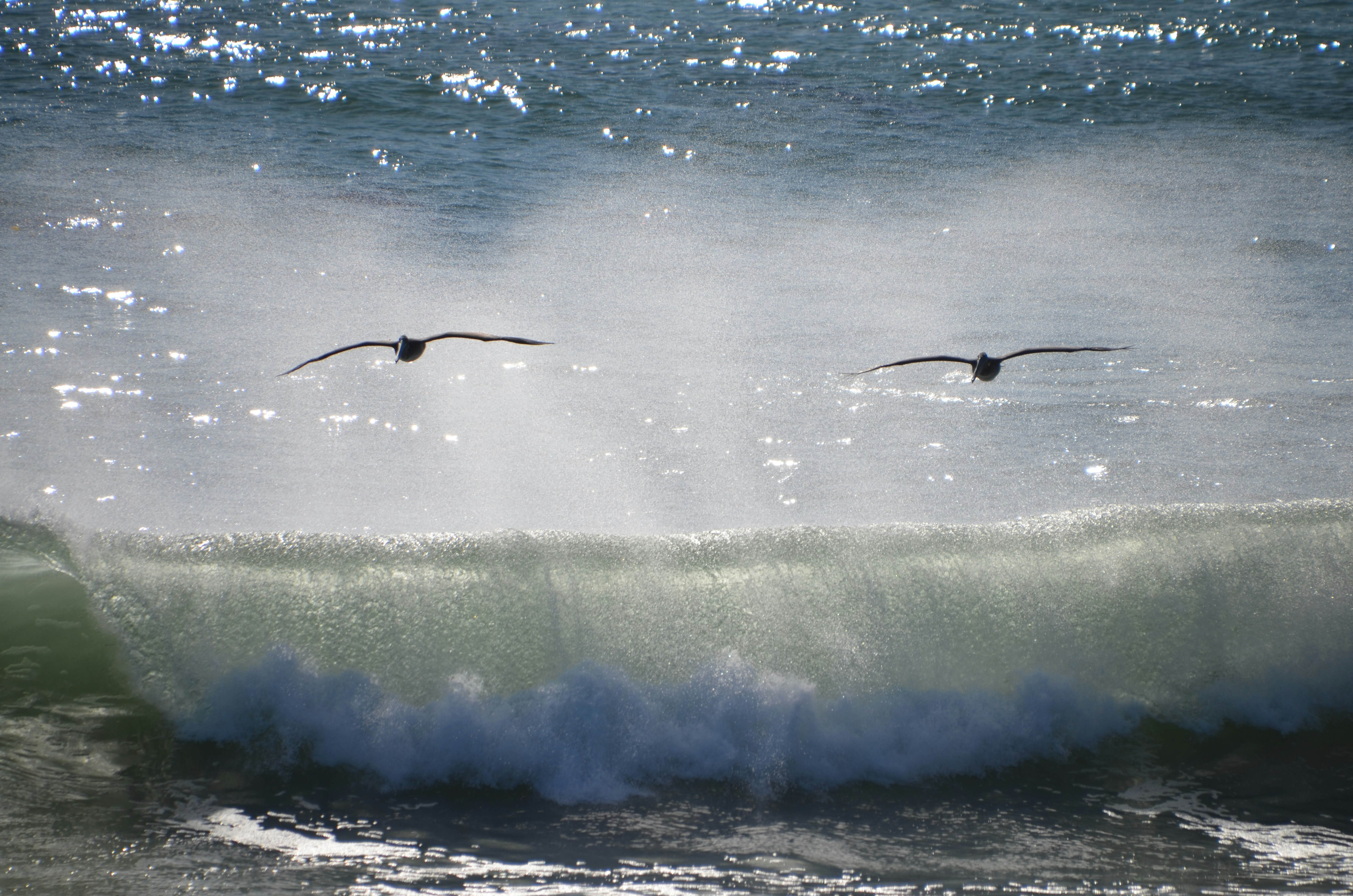 Birds flying over the sea; Pelicans