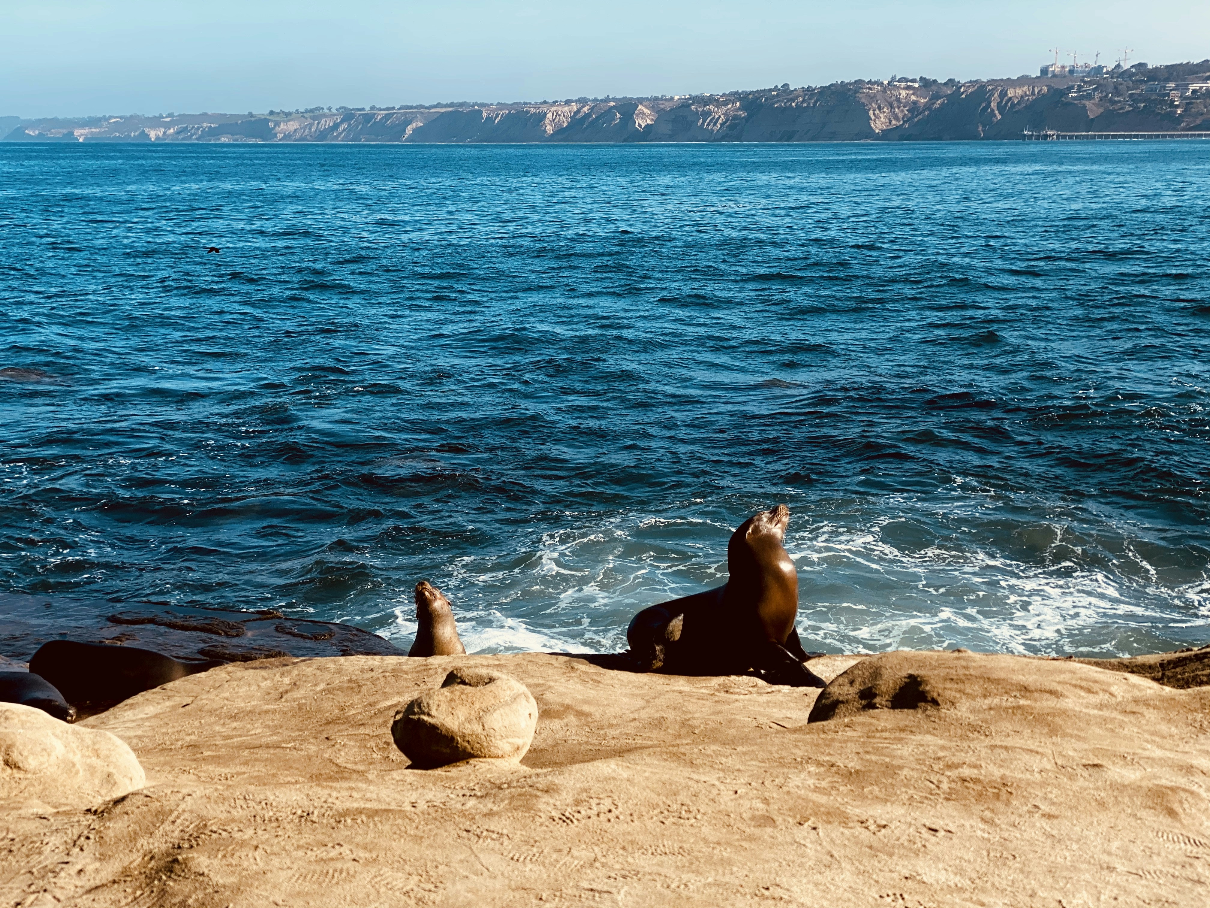 Sunlit Rock and Sea Lions: A Quiet Pacific Moment