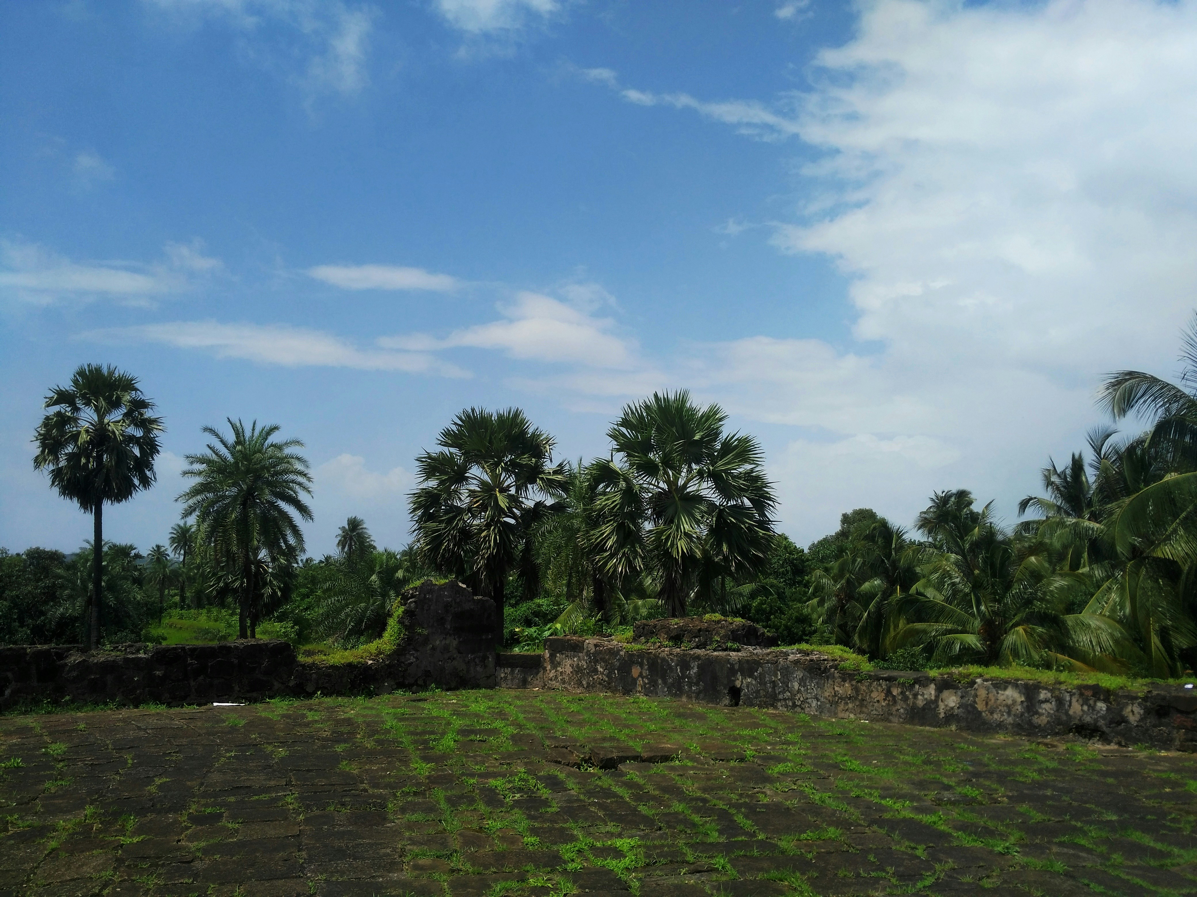 When lush green trees meet the blue sky. A scenic view atop the Vasai fort located in the suburbs of Mumbai, India.