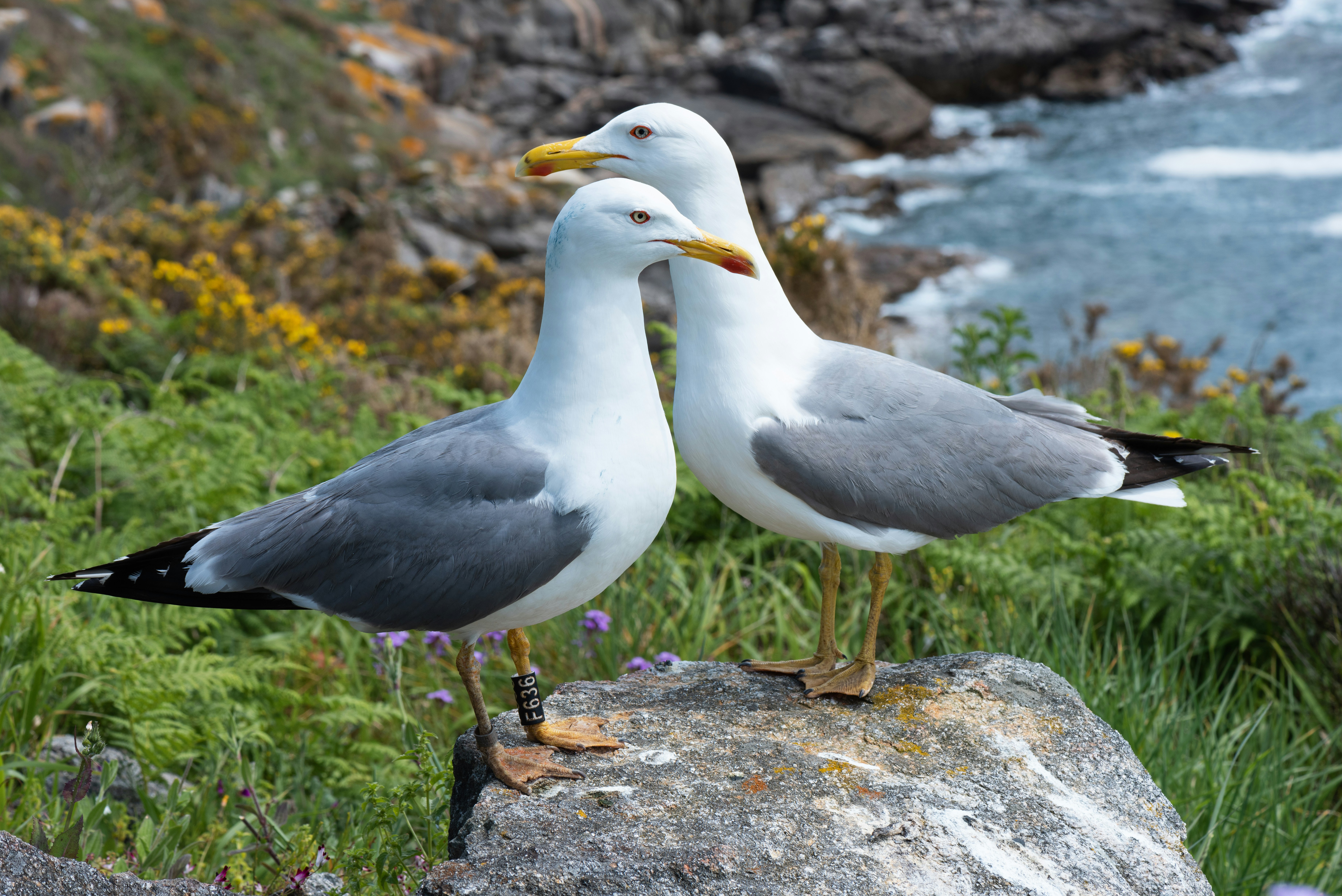 Conversation at the Edge: Seagulls Perched on a Craggy Coastal Rock