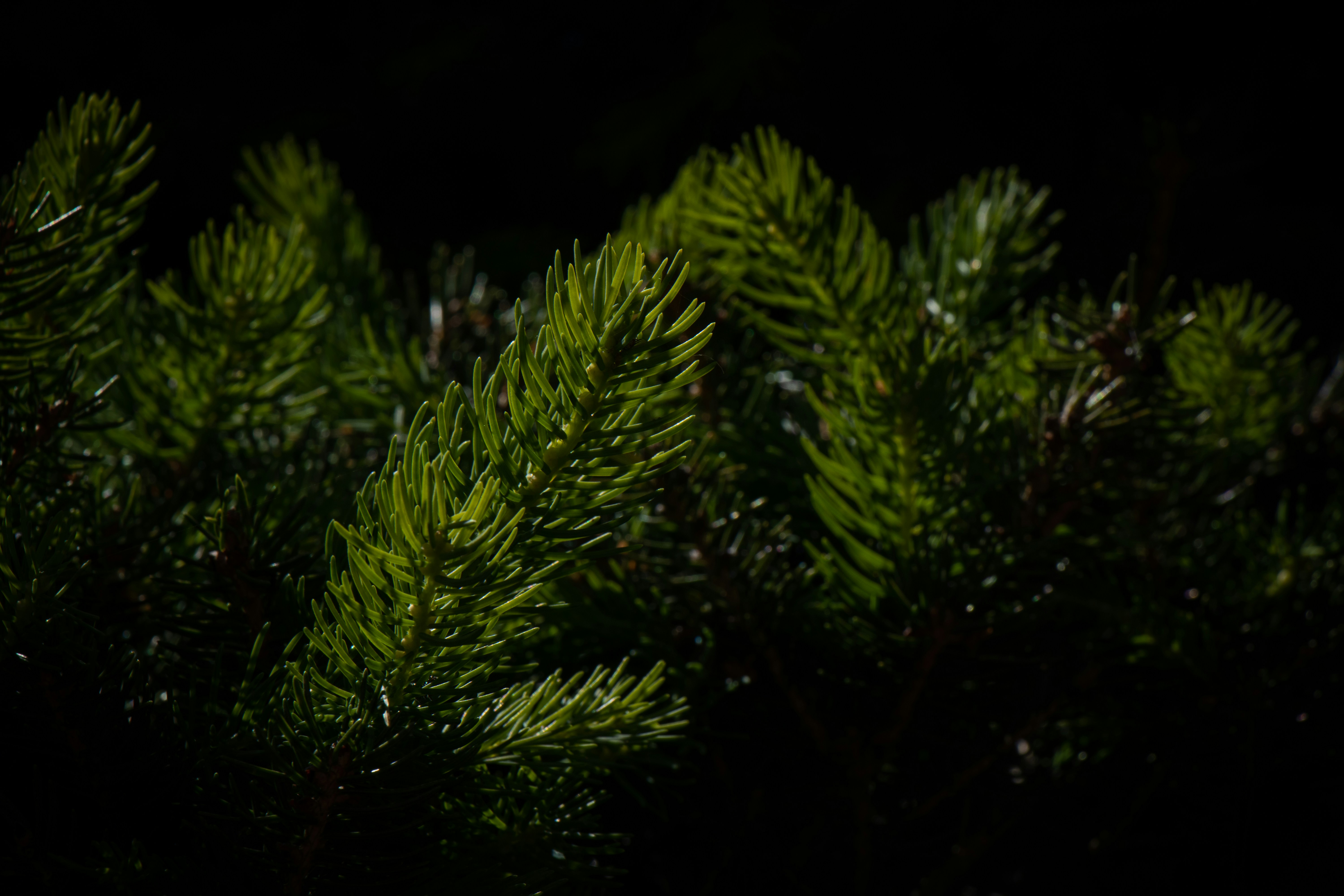 Green pines photo – Free Green Image on Unsplash