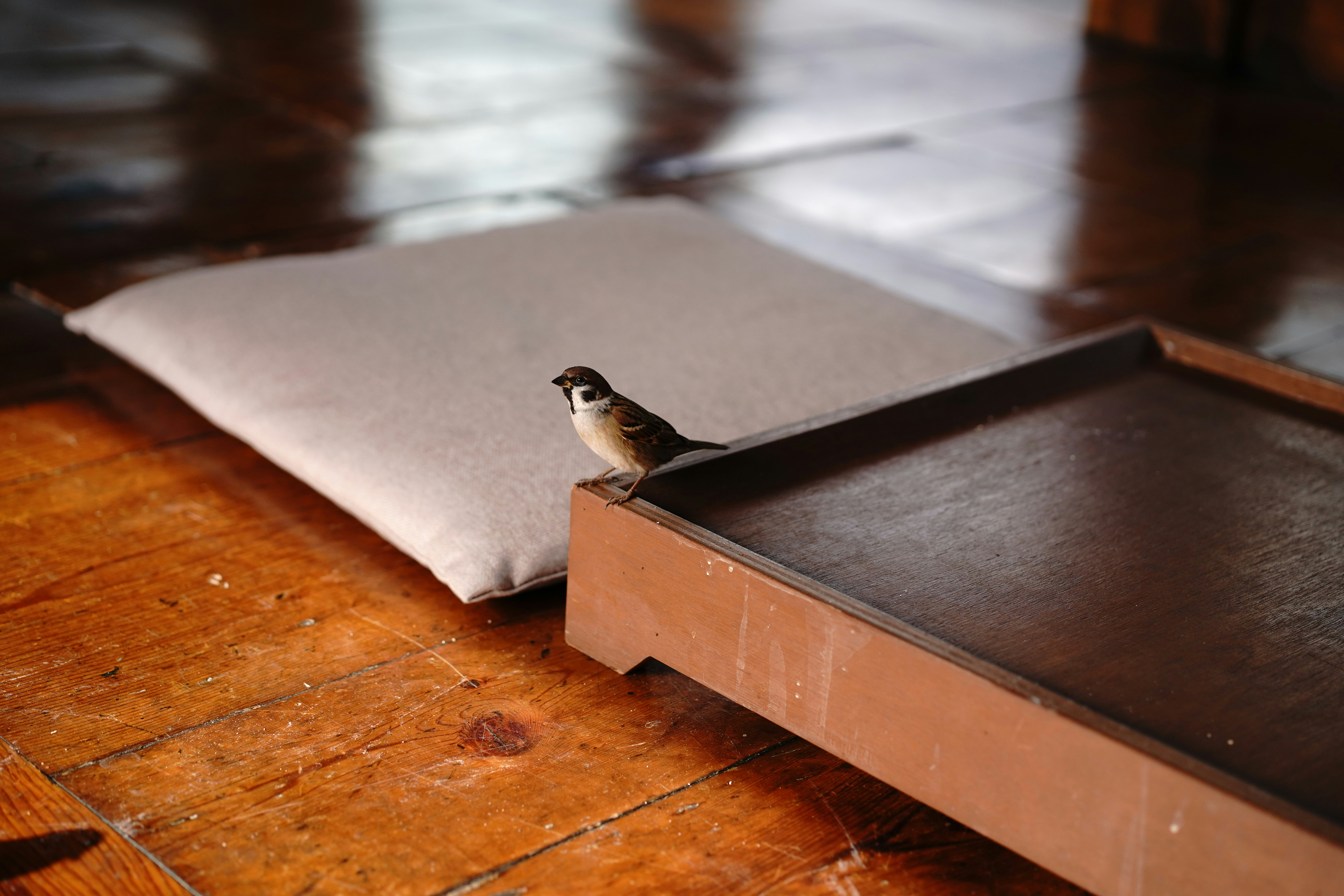 Sparrow at the Edge: Quiet Pause on a Wooden Stage