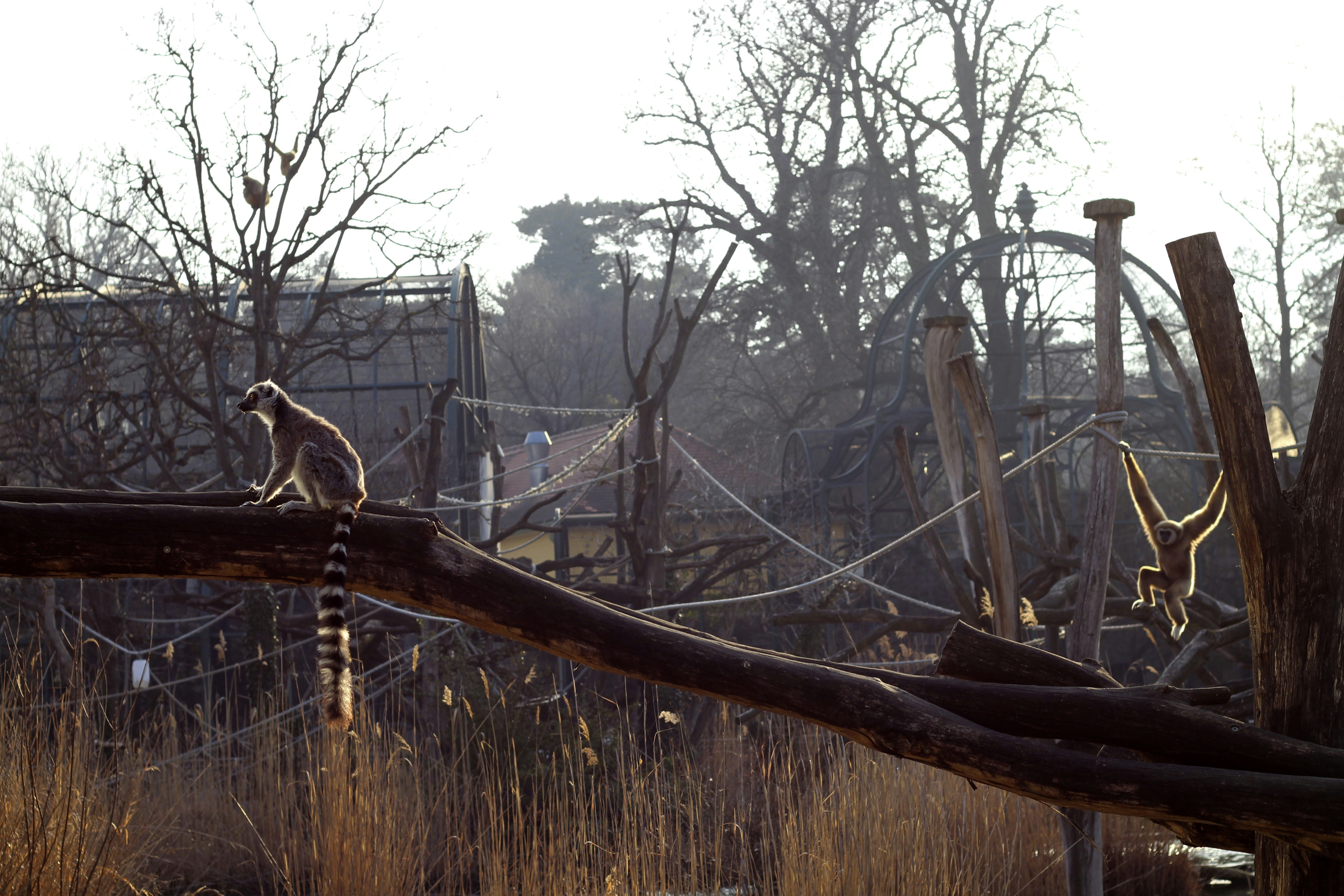 Gray animal photo – Free Grey Image on Unsplash