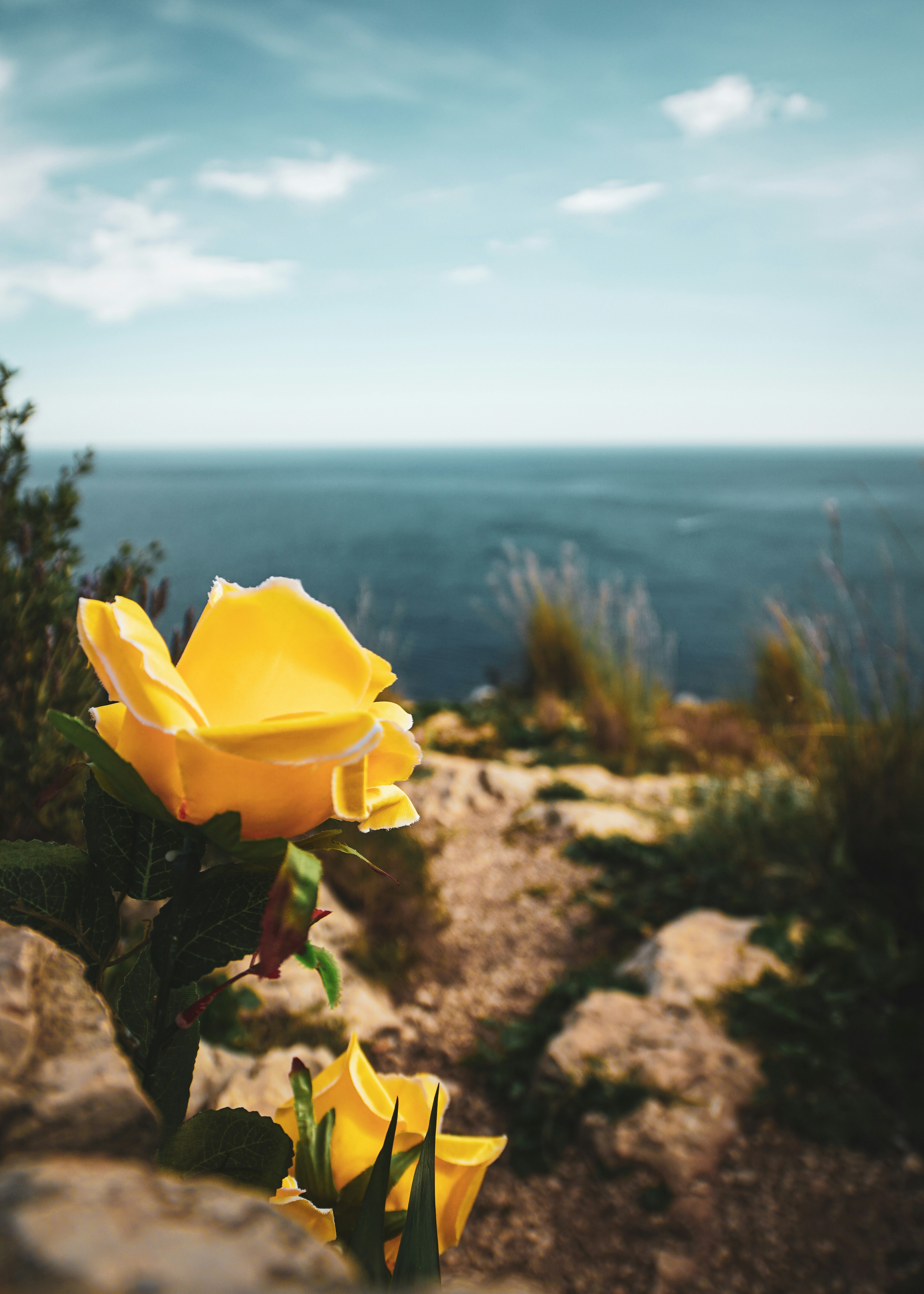 Sunlit Yellow Rose at the Cliffside Overlook