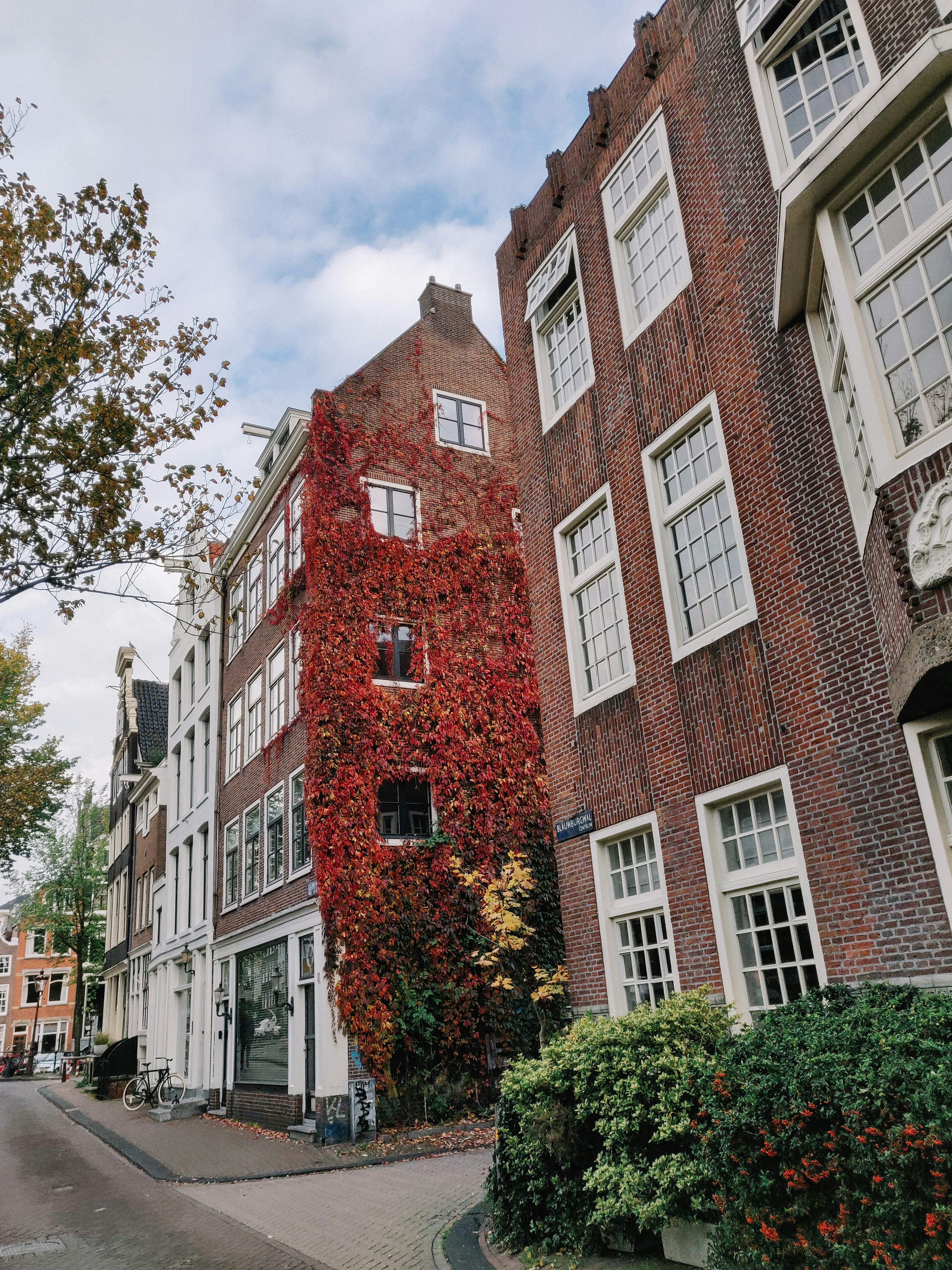 Brick buildings line a quiet street, with a tall wall draped in crimson ivy creating a striking vertical accent. Autumnal color and urban texture define the scene.