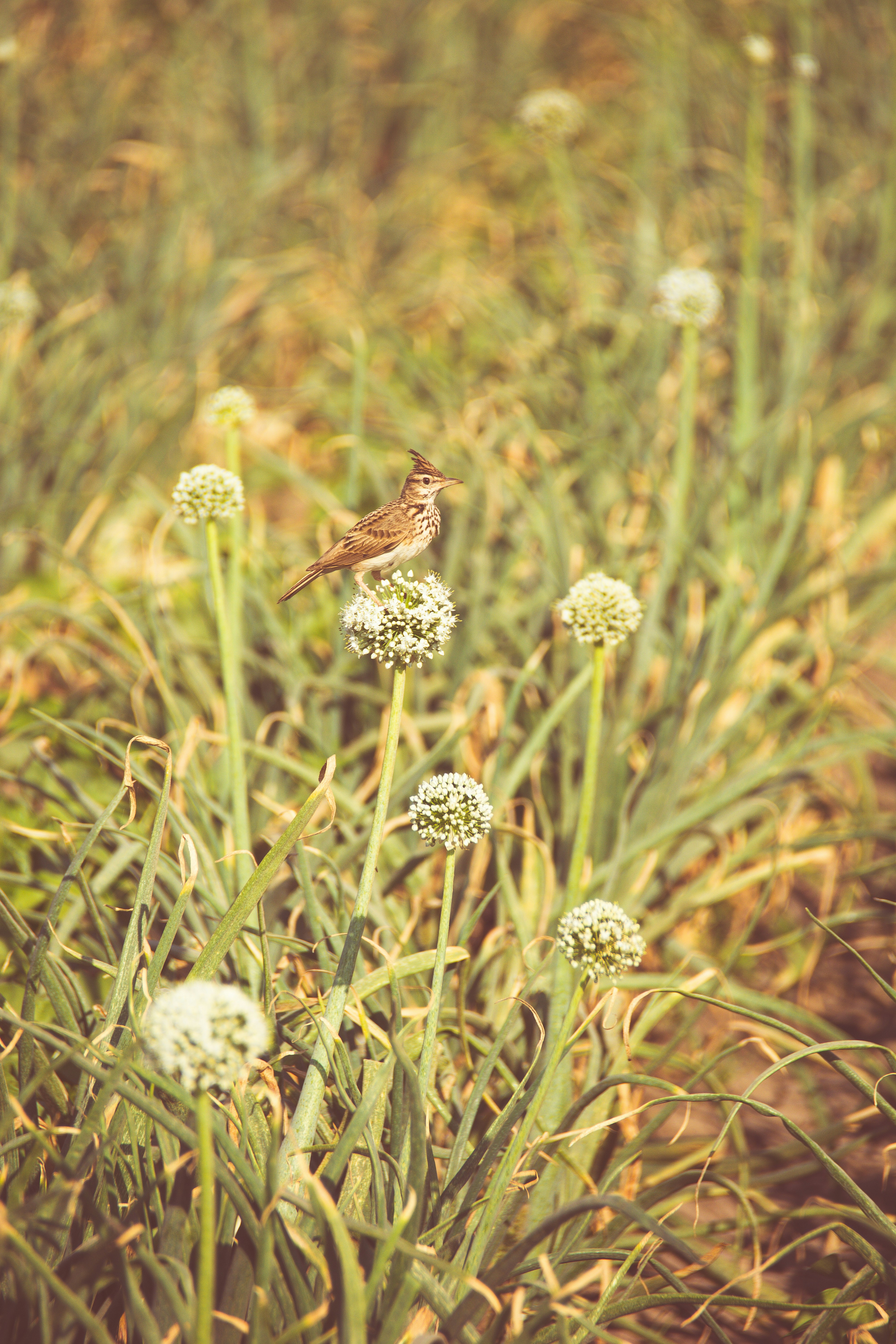 Sparrow perched on a globeflower amid amber grasses at golden hour