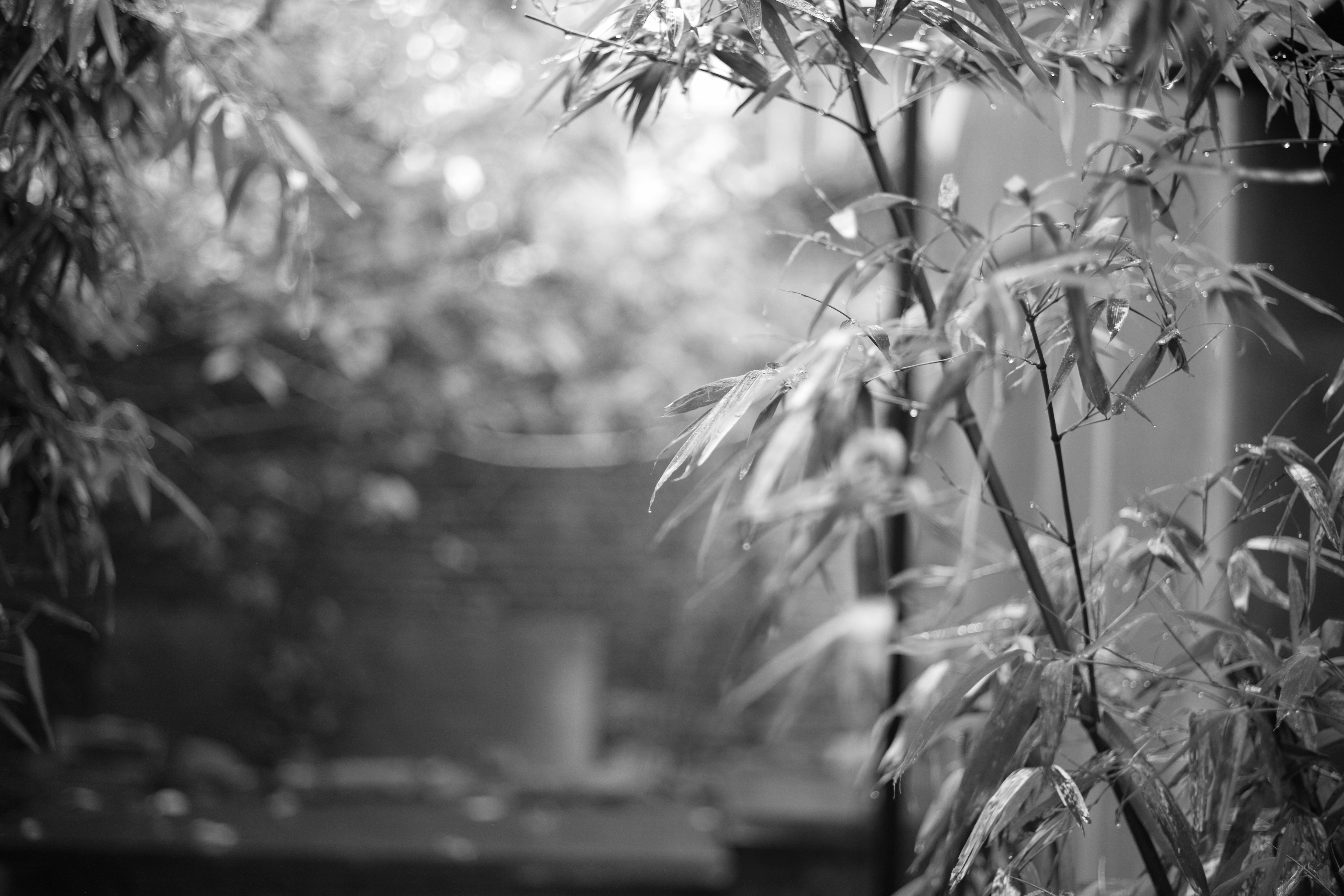 Grayscale photography of water drops on plant photo – Free Flower Image ...