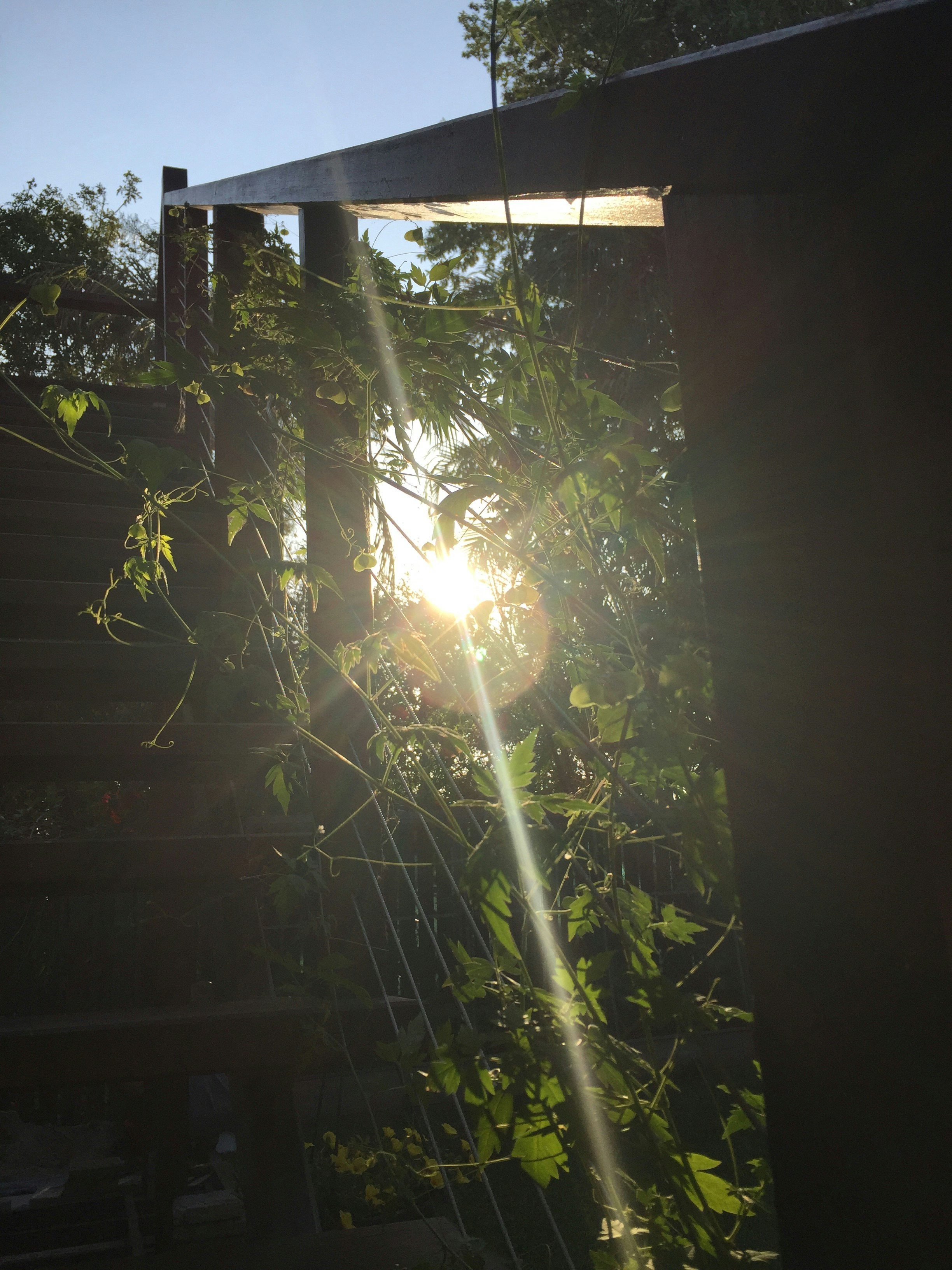 Sunburst Through a Vine-Wrapped Gate: Light, Leaf, and Shadow
