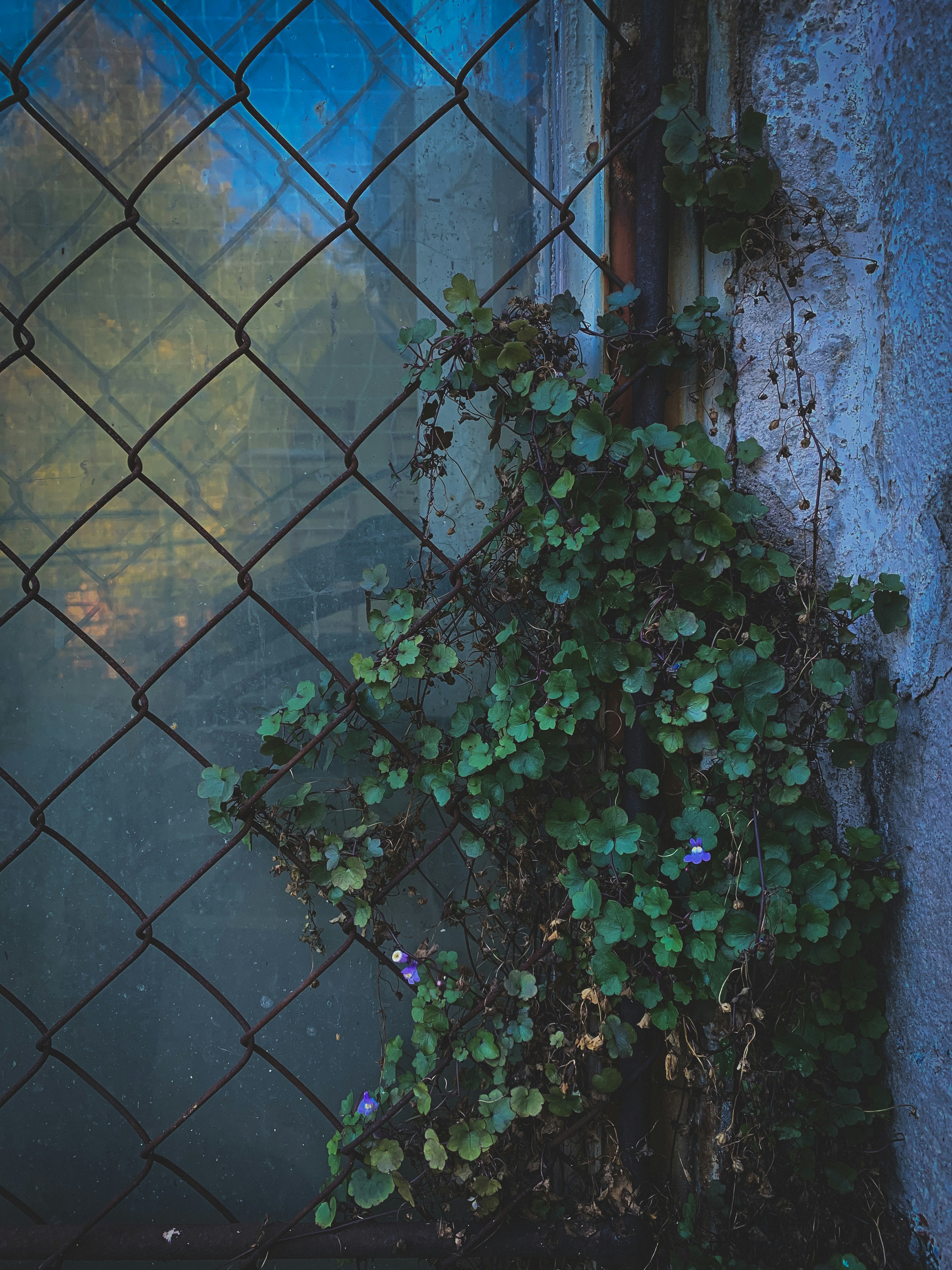 Vines Claim the Weathered Glass and Chain-Link