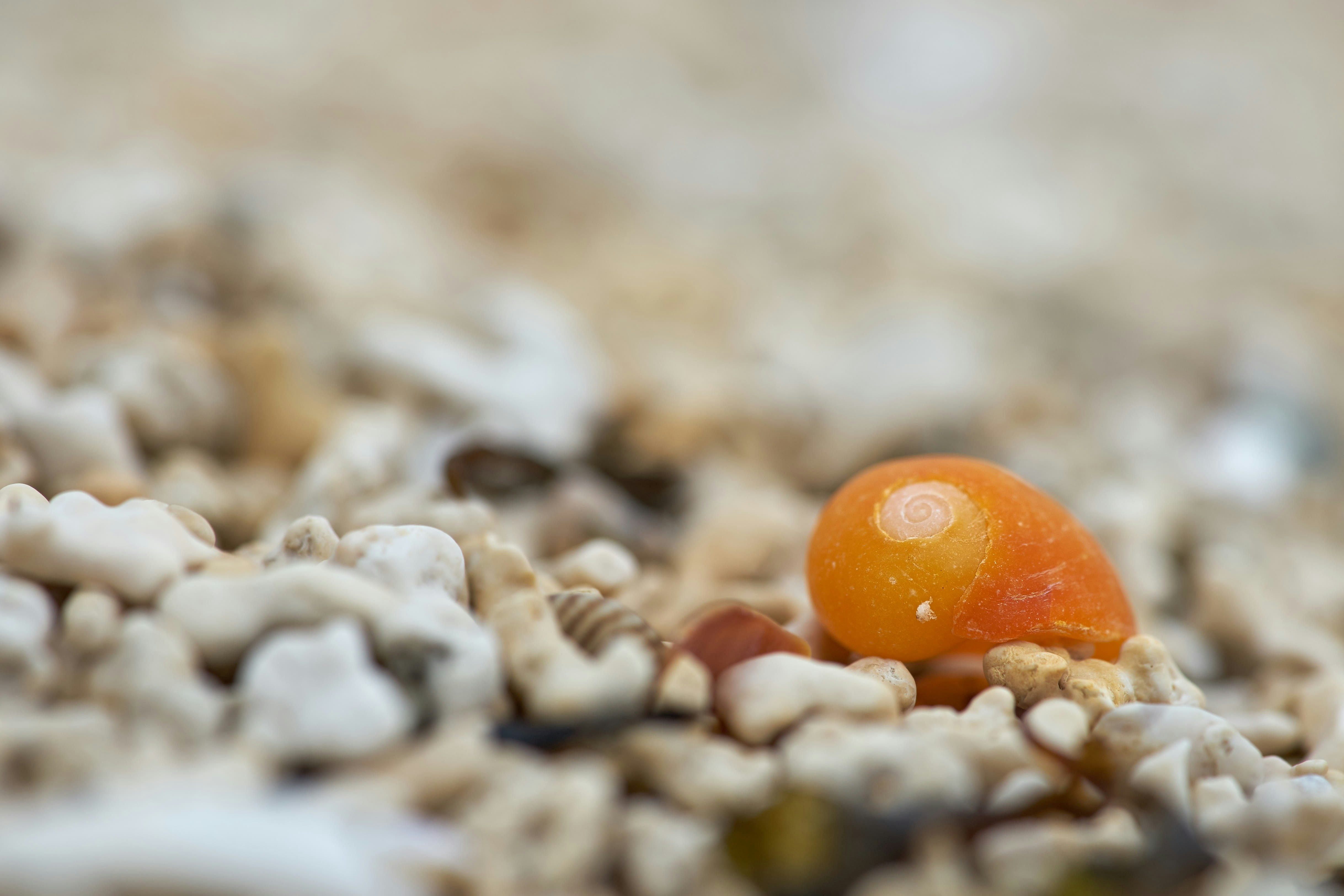 Orange insect on grey pebbles photo – Free Brown Image on Unsplash