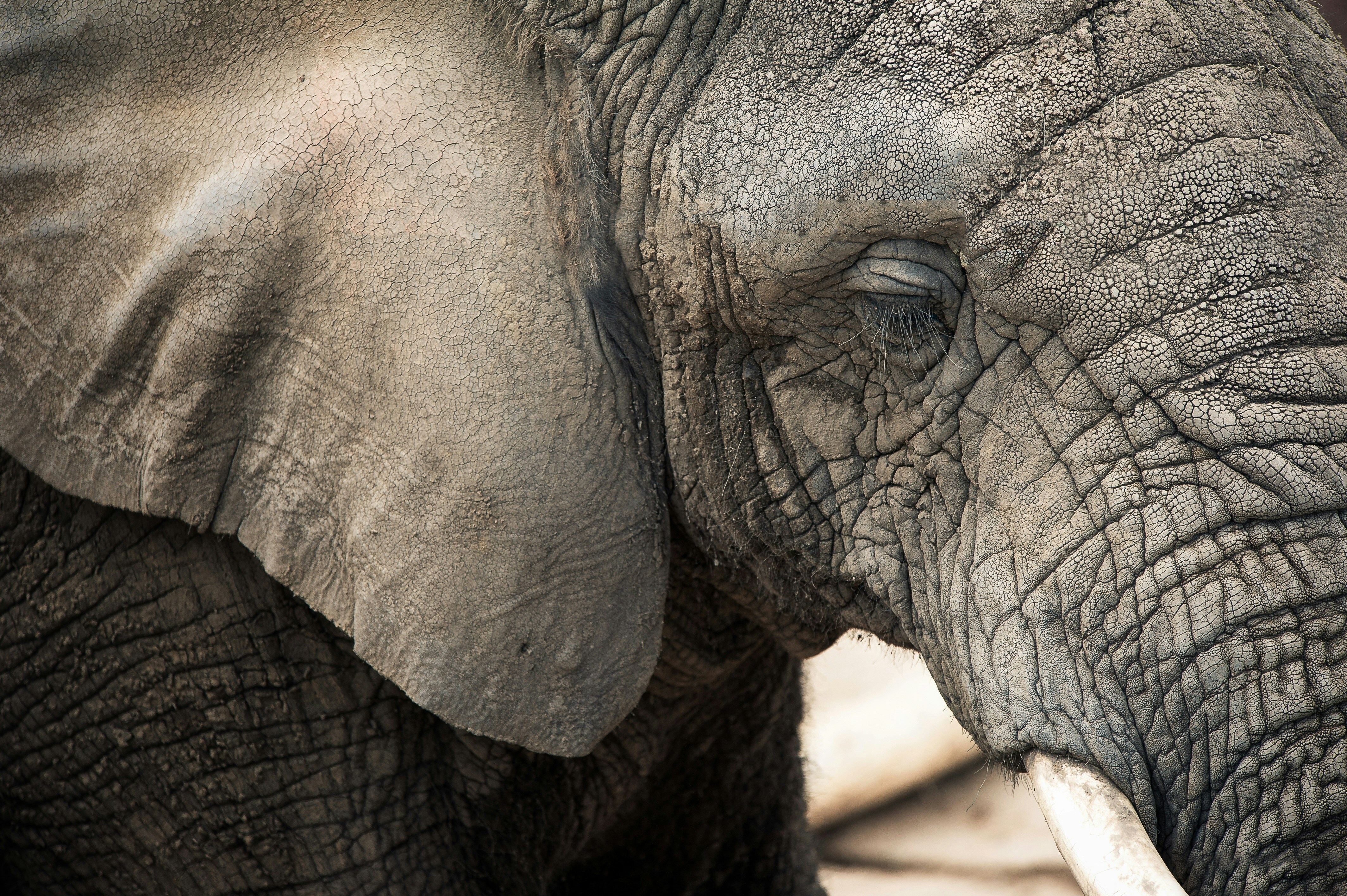 Close-up of an elephant's textured skin and soulful eye in soft lighting.