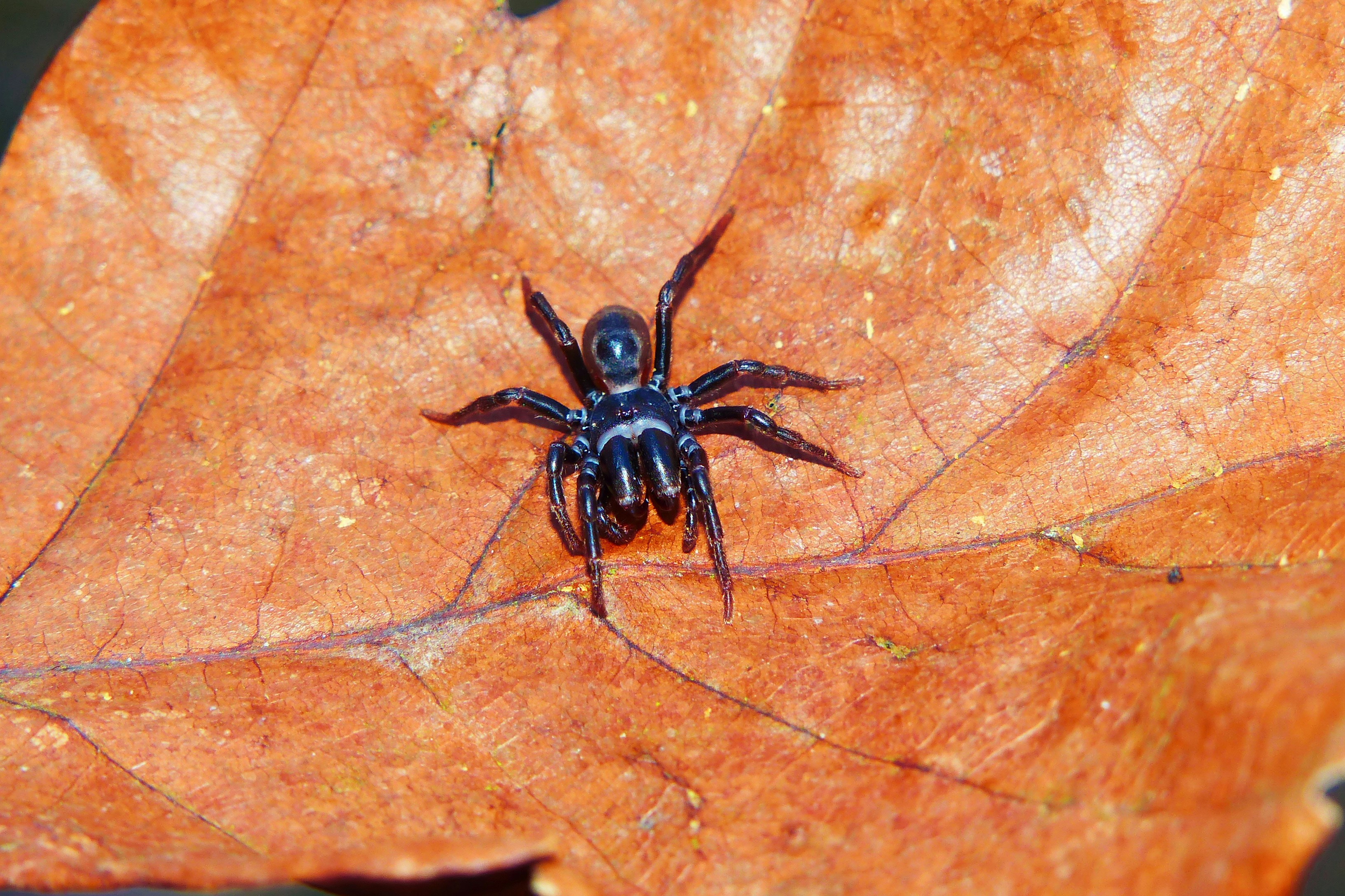 Black spider on autumn leaf: a minute predator in macro detail