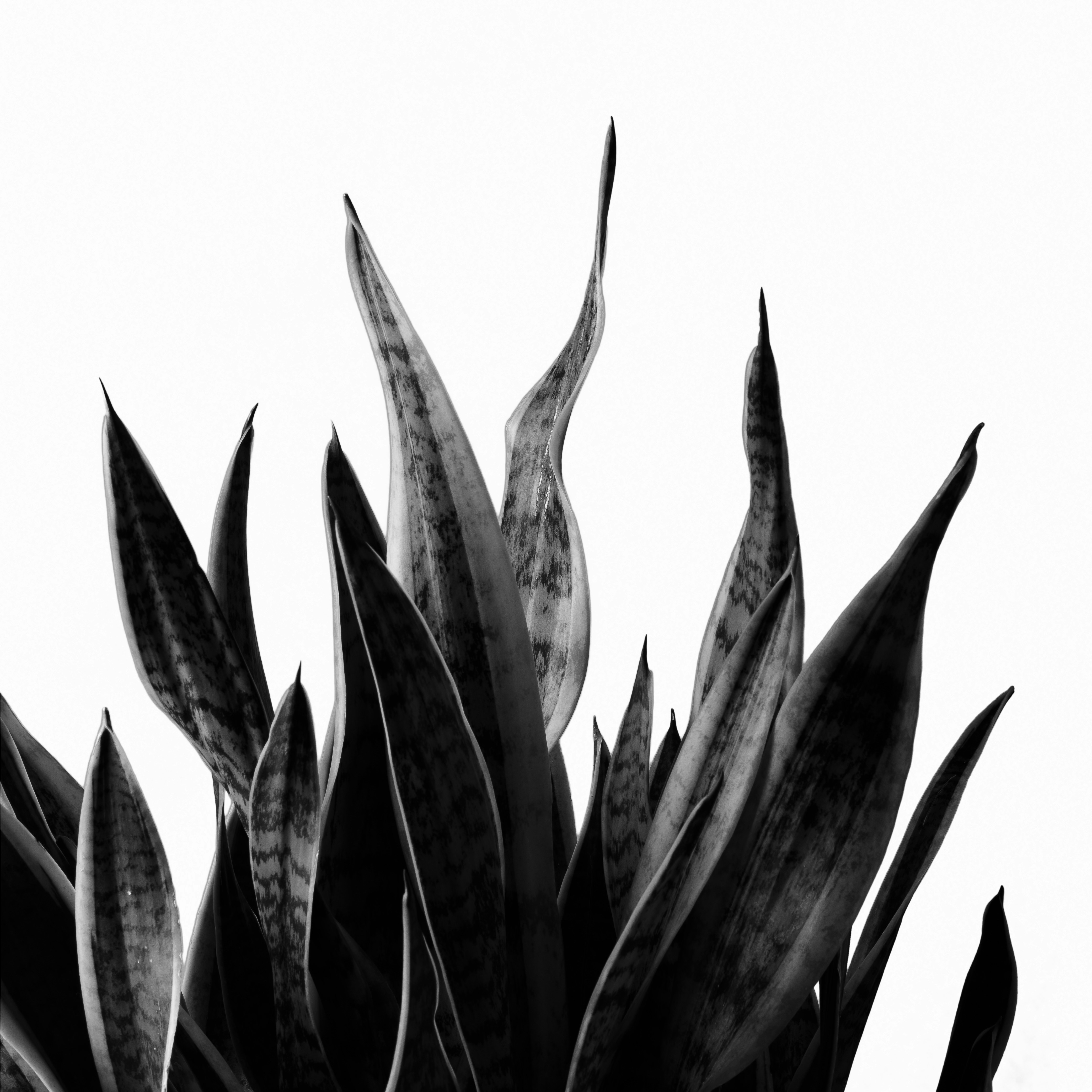 Black and white close-up of Sansevieria leaves, showcasing their intricate patterns and textures against a stark background.