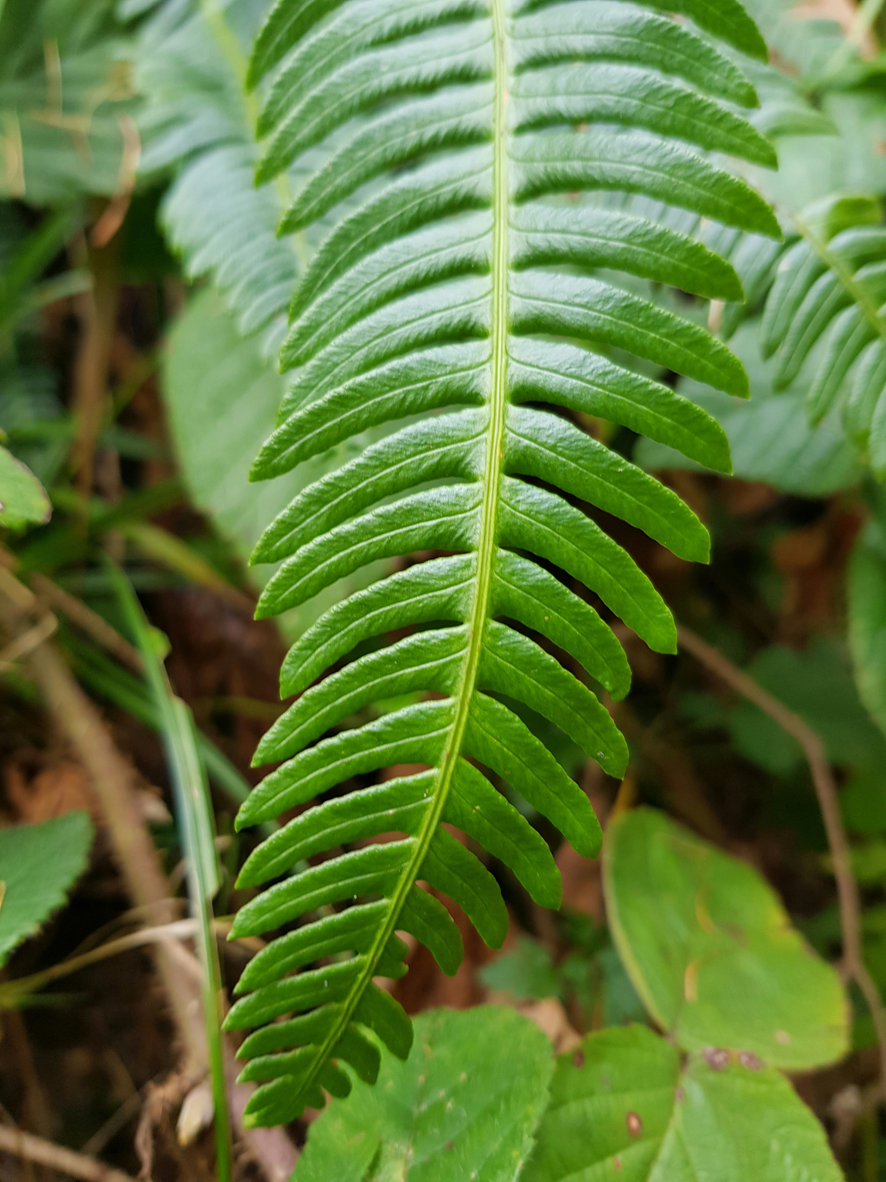 Macro photography of green leaf photo – Free Green Image on Unsplash
