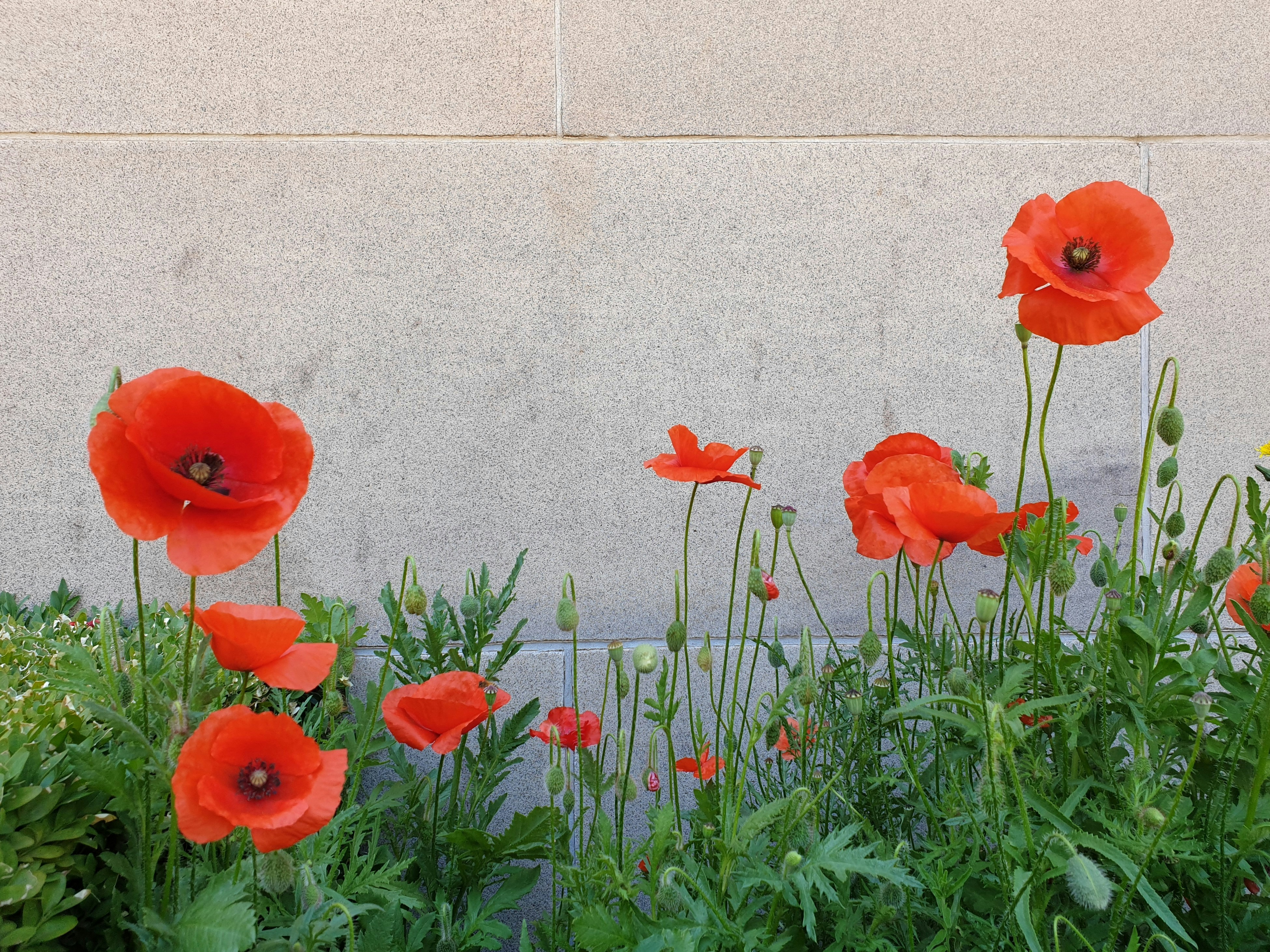 Red poppies