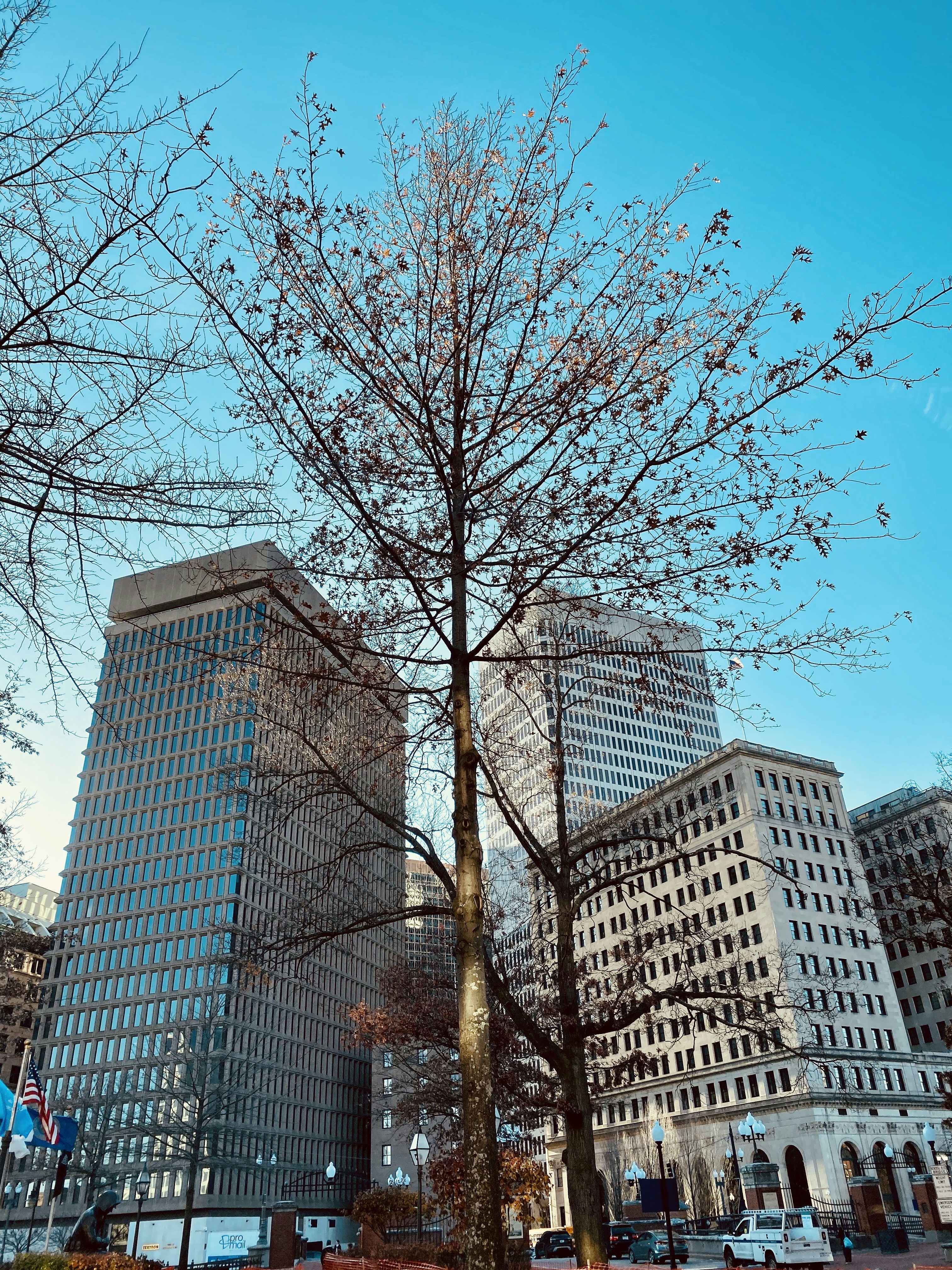 Bare trees in front of high-rise buildings photo – Free City Image on ...