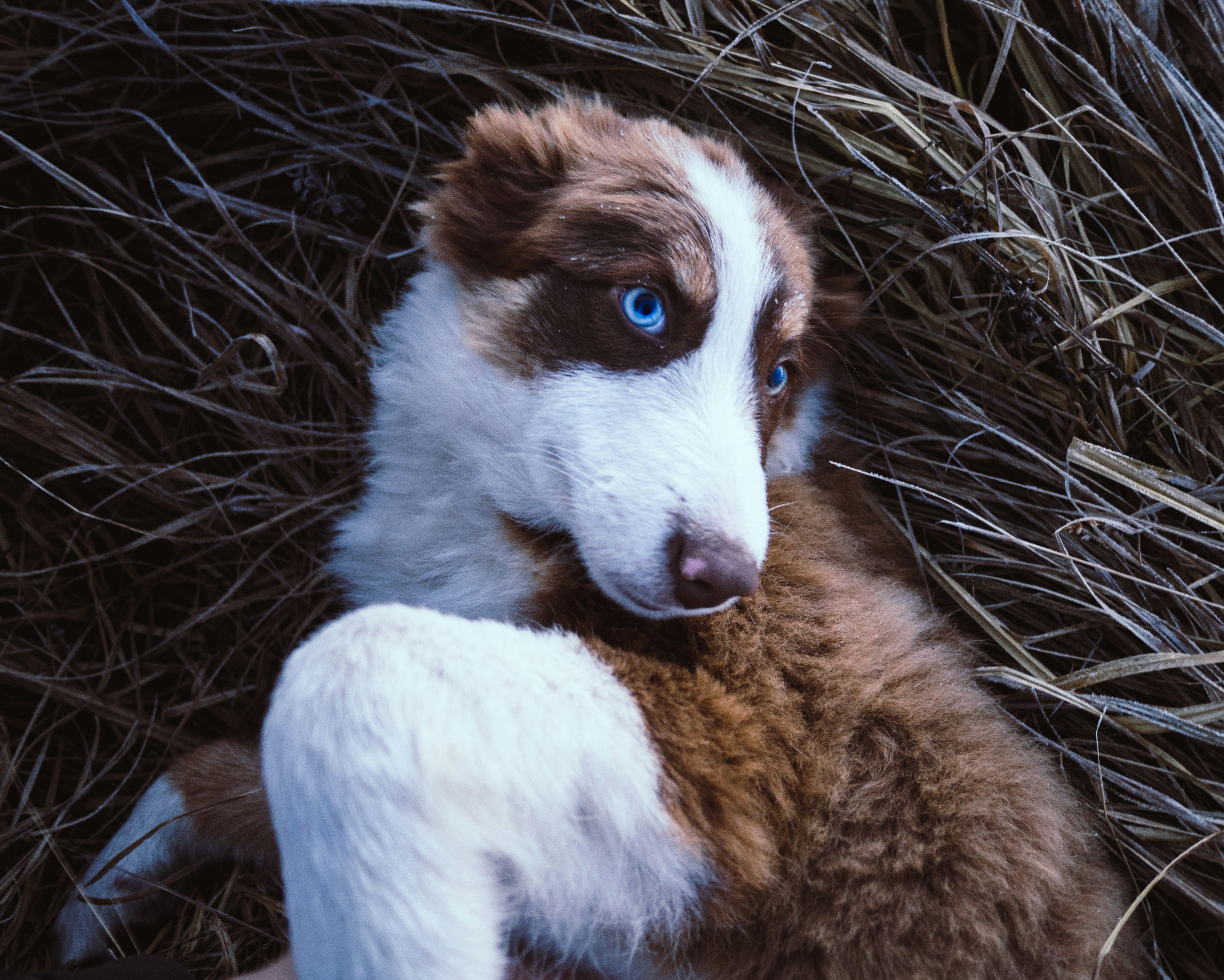 Farm Dog Pictures | Download Free Images on Unsplash