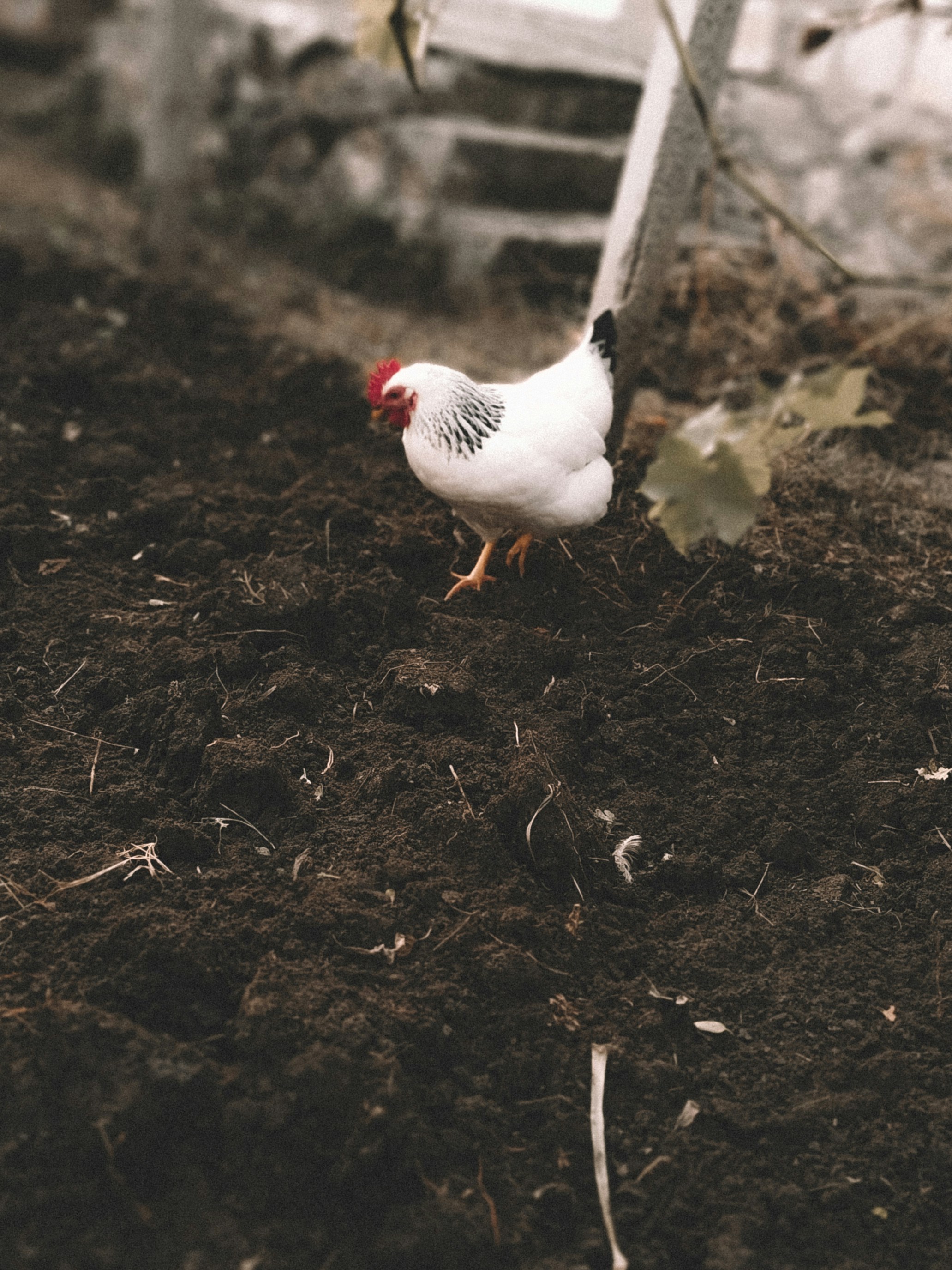 A white chicken forages in freshly turned soil, surrounded by earthy textures and gentle foliage.
