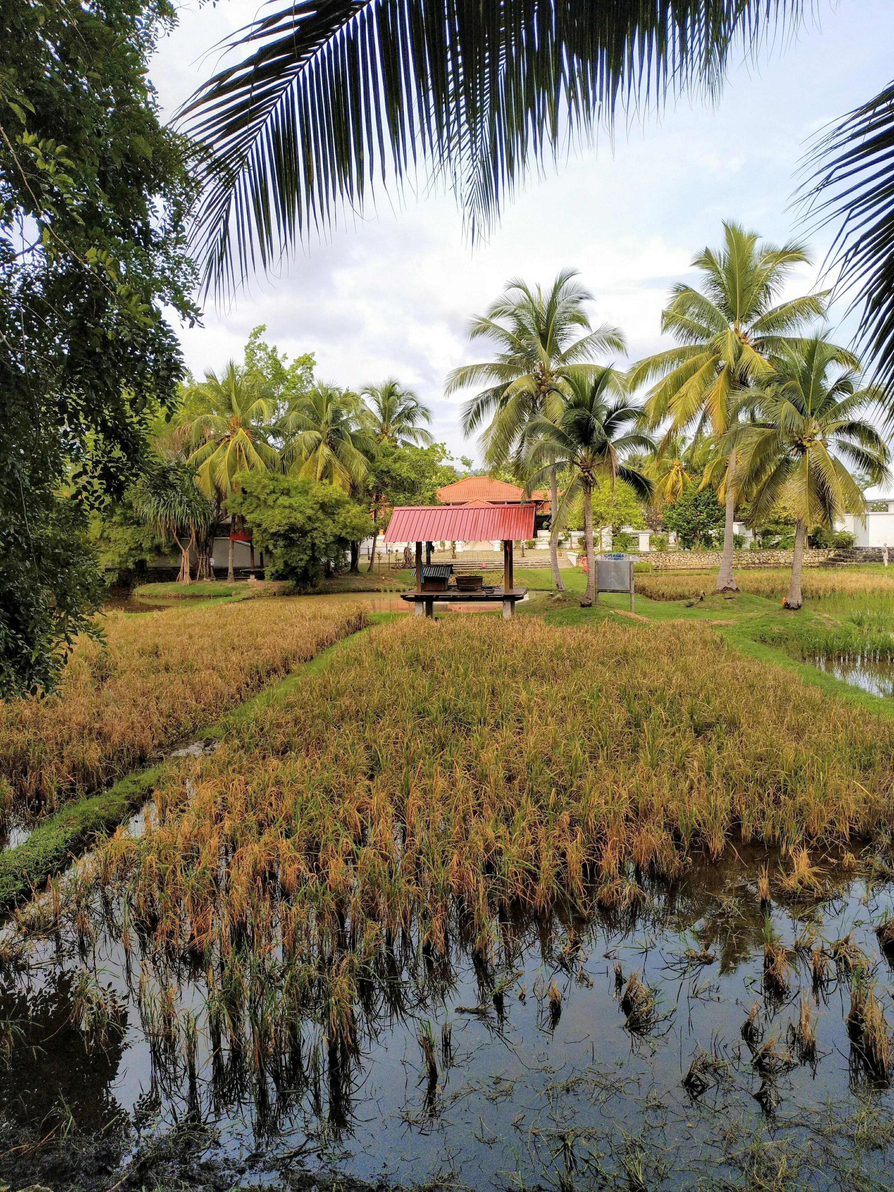 A tranquil scene featuring a gazebo surrounded by golden rice fields and palm trees under a cloudy sky.