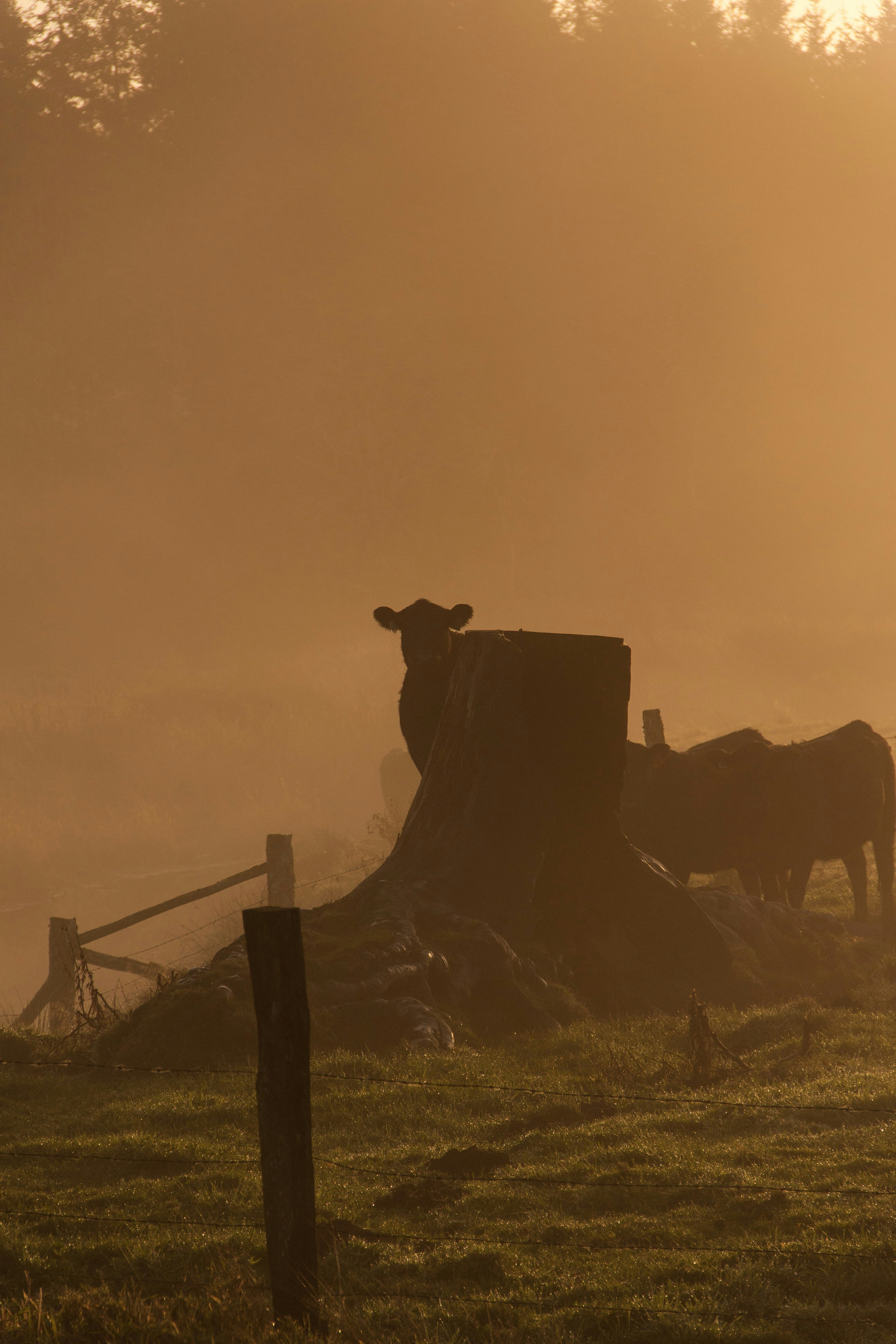 Dusty Dawn Over the Pasture: Cattle at the Gate