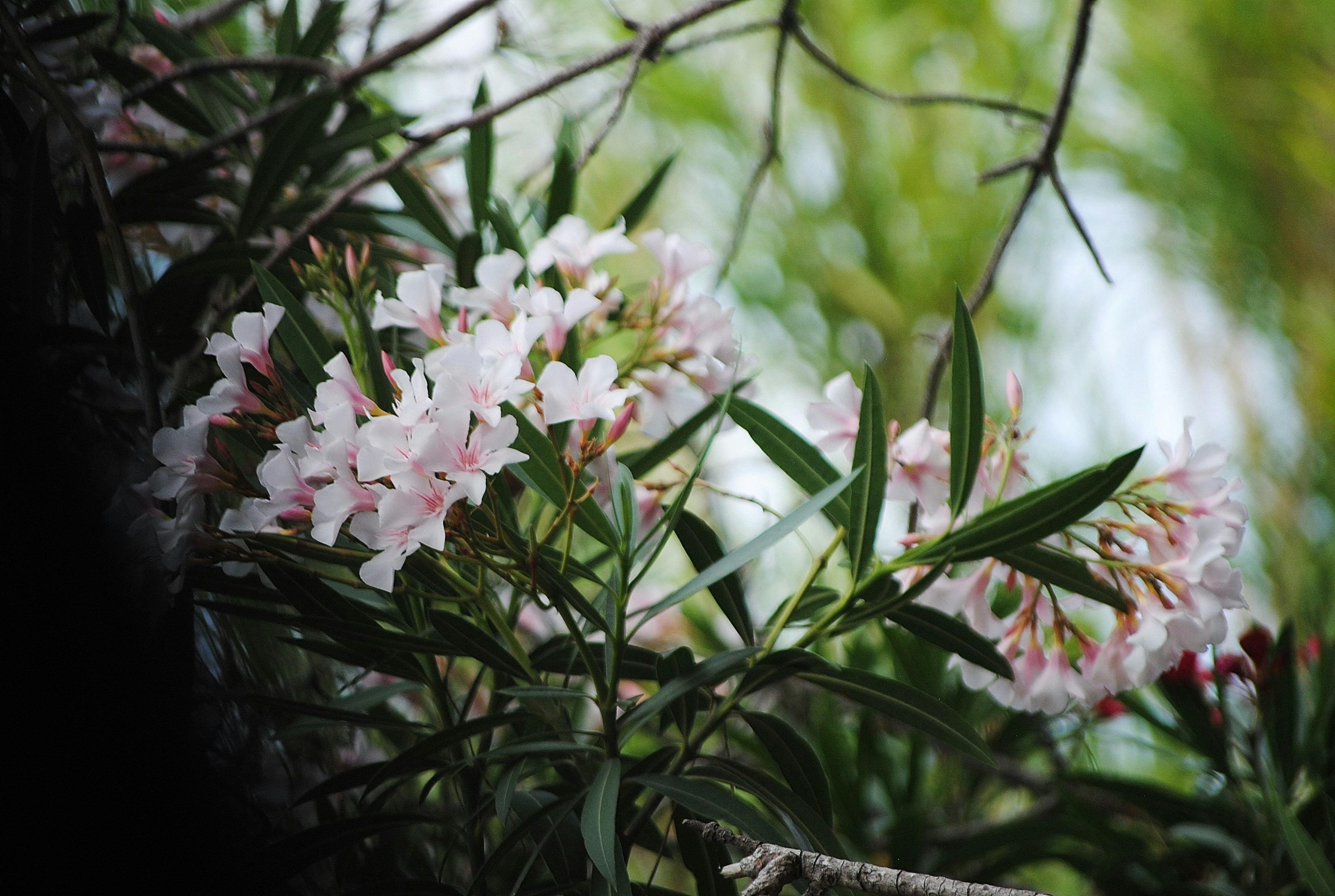 Photo by Delia Giandeini with Nikon D3000