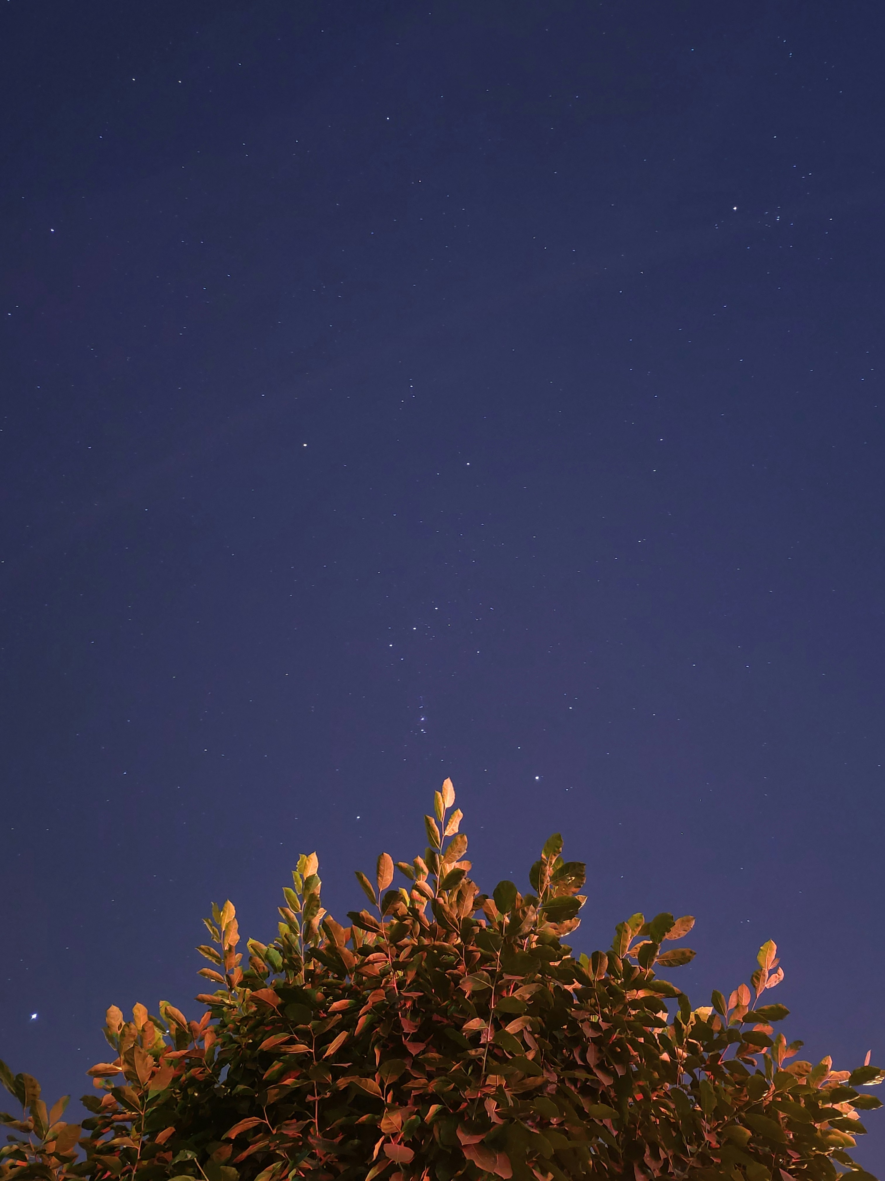 Night photograph of stars twinkling above a low hedge with warm, orange-tinted leaves.