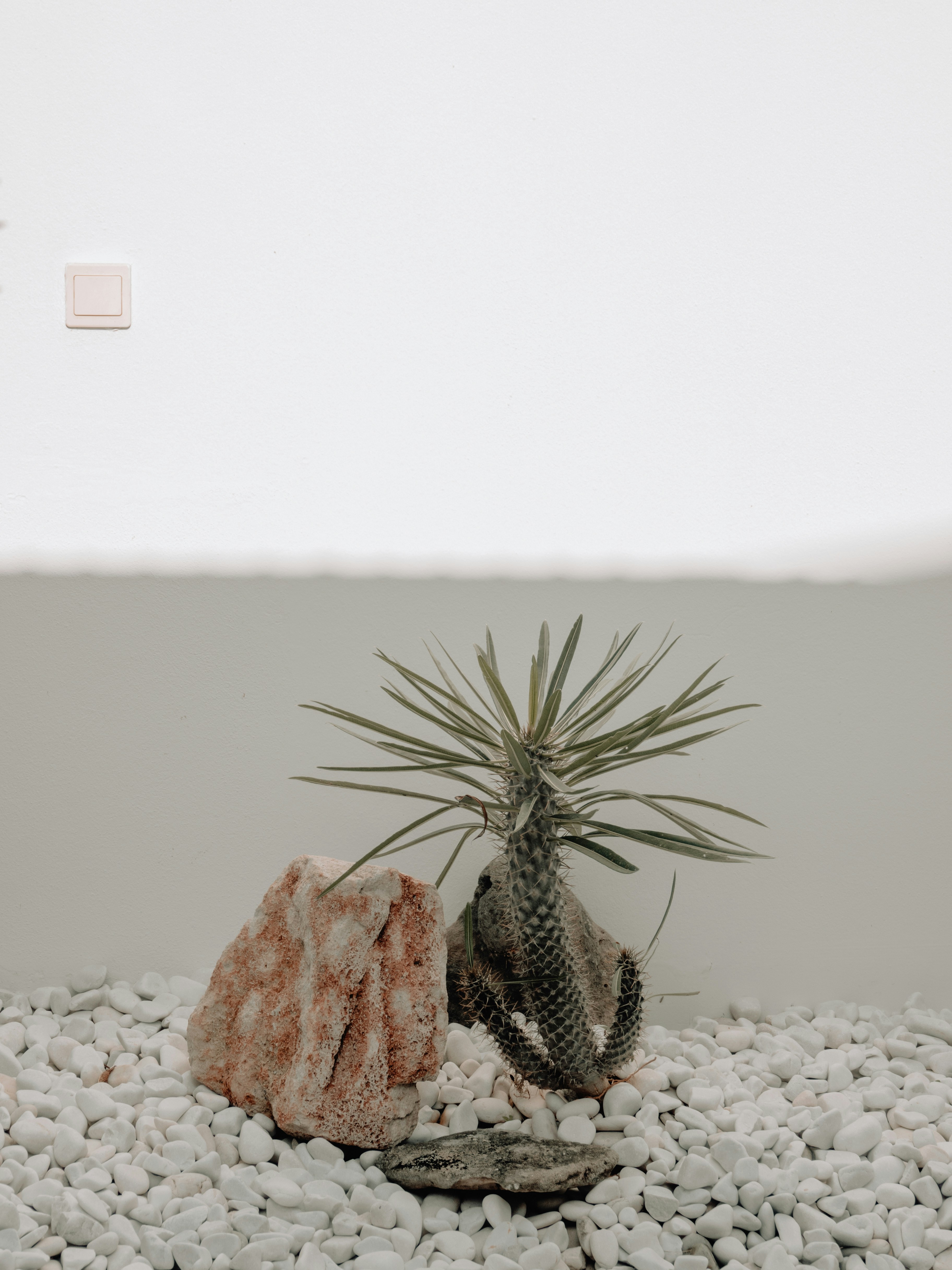 Minimalist still-life of a small spiky succulent amid white pebbles and a pink rock, set against a plain white wall.