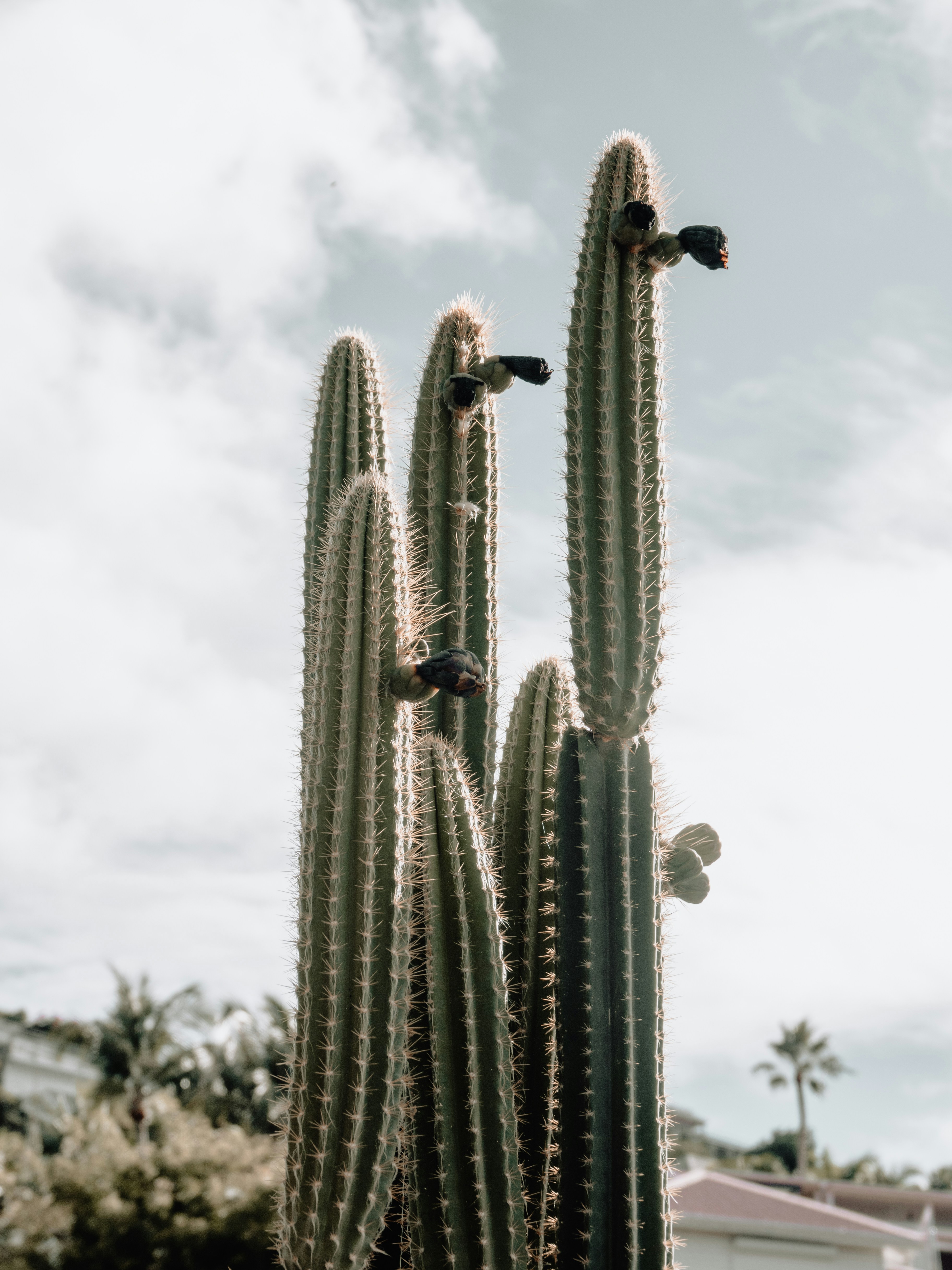 Tall desert cacti rise against a pale sky with several black birds perched on their spines.
