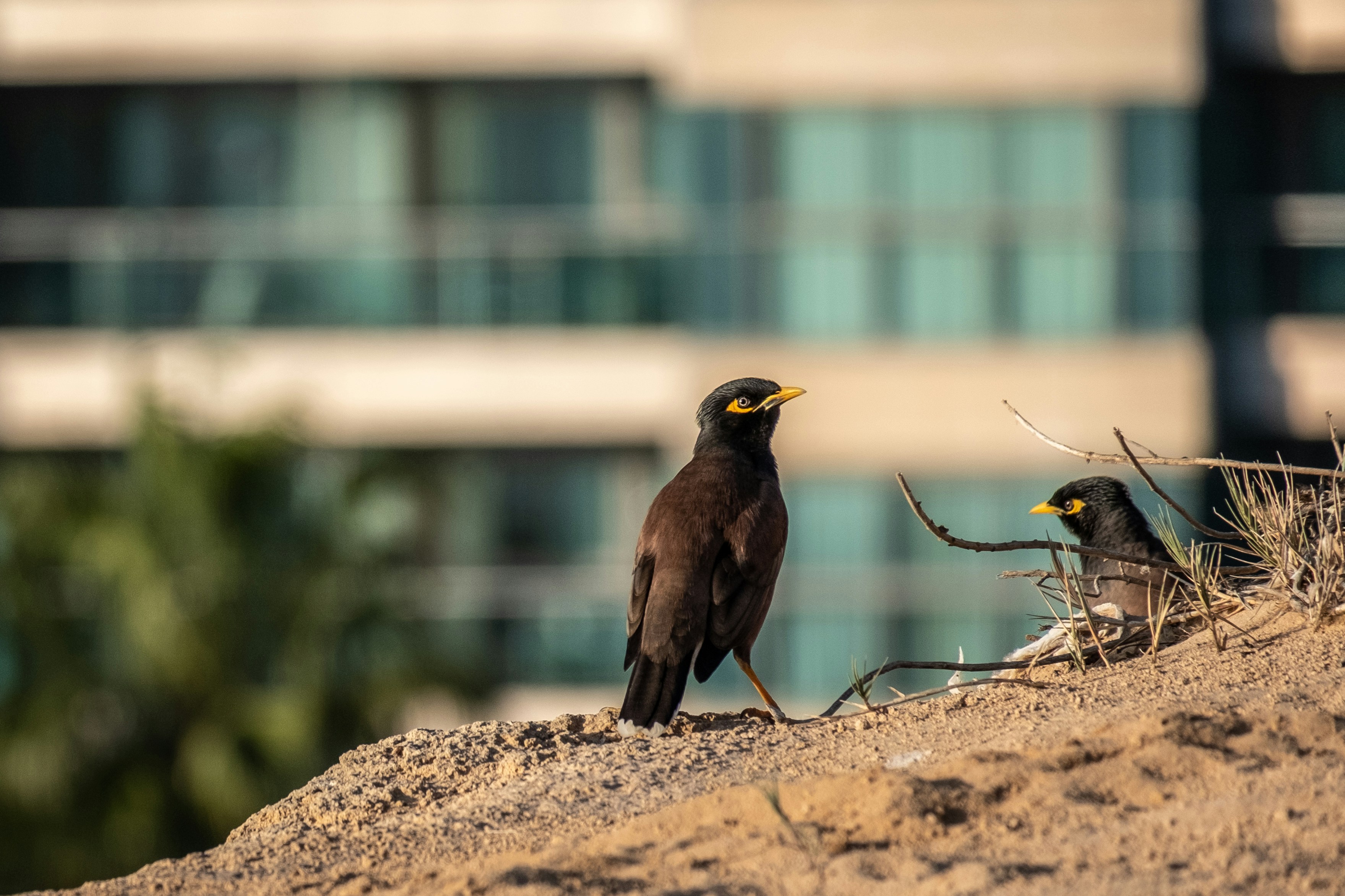 Two Black Birds on a Sand Dune with Urban Backdrop