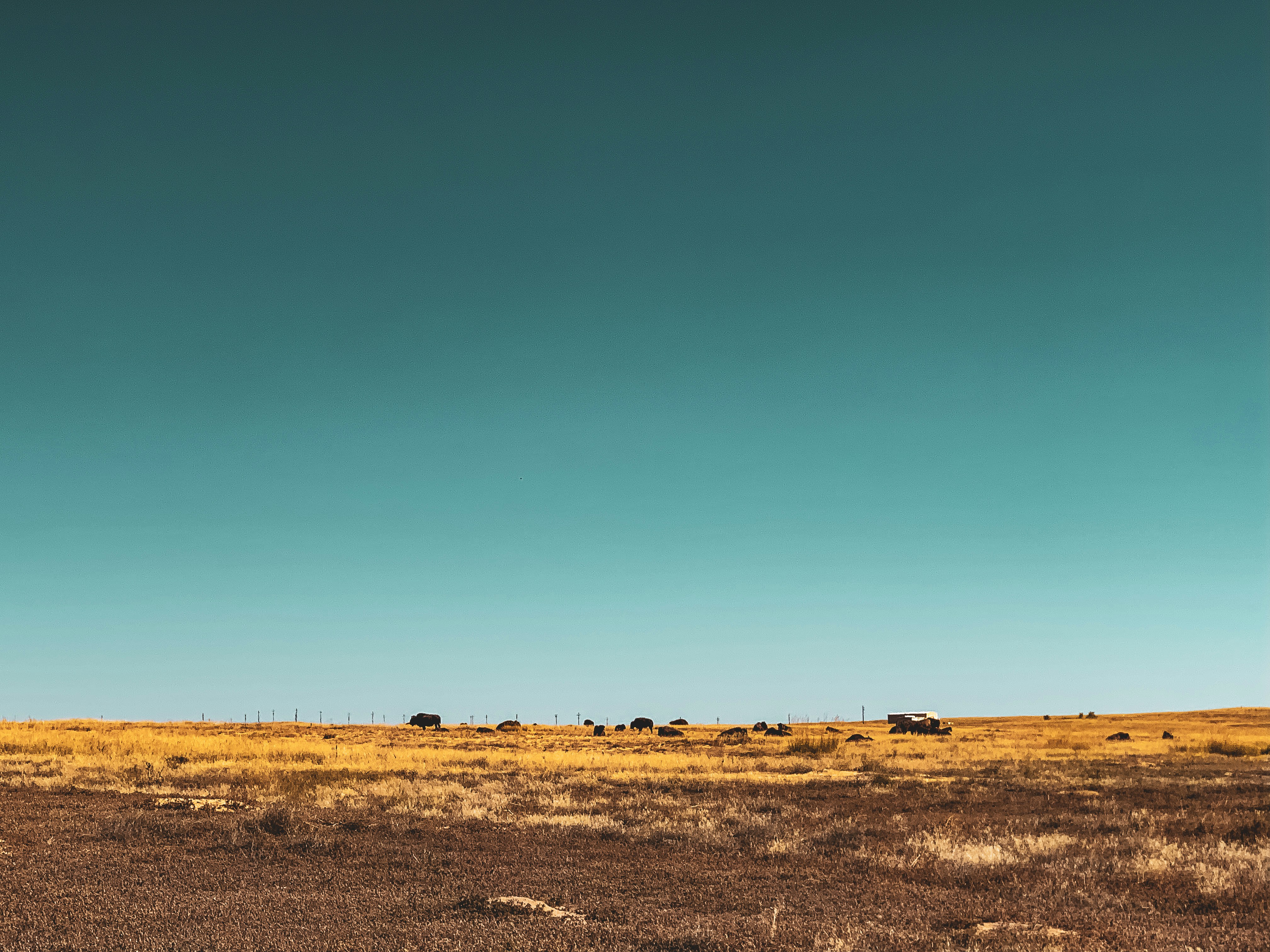 Expansive golden fields stretch under a clear blue sky, dotted with distant vehicles. The scene evokes a sense of tranquility and open space.