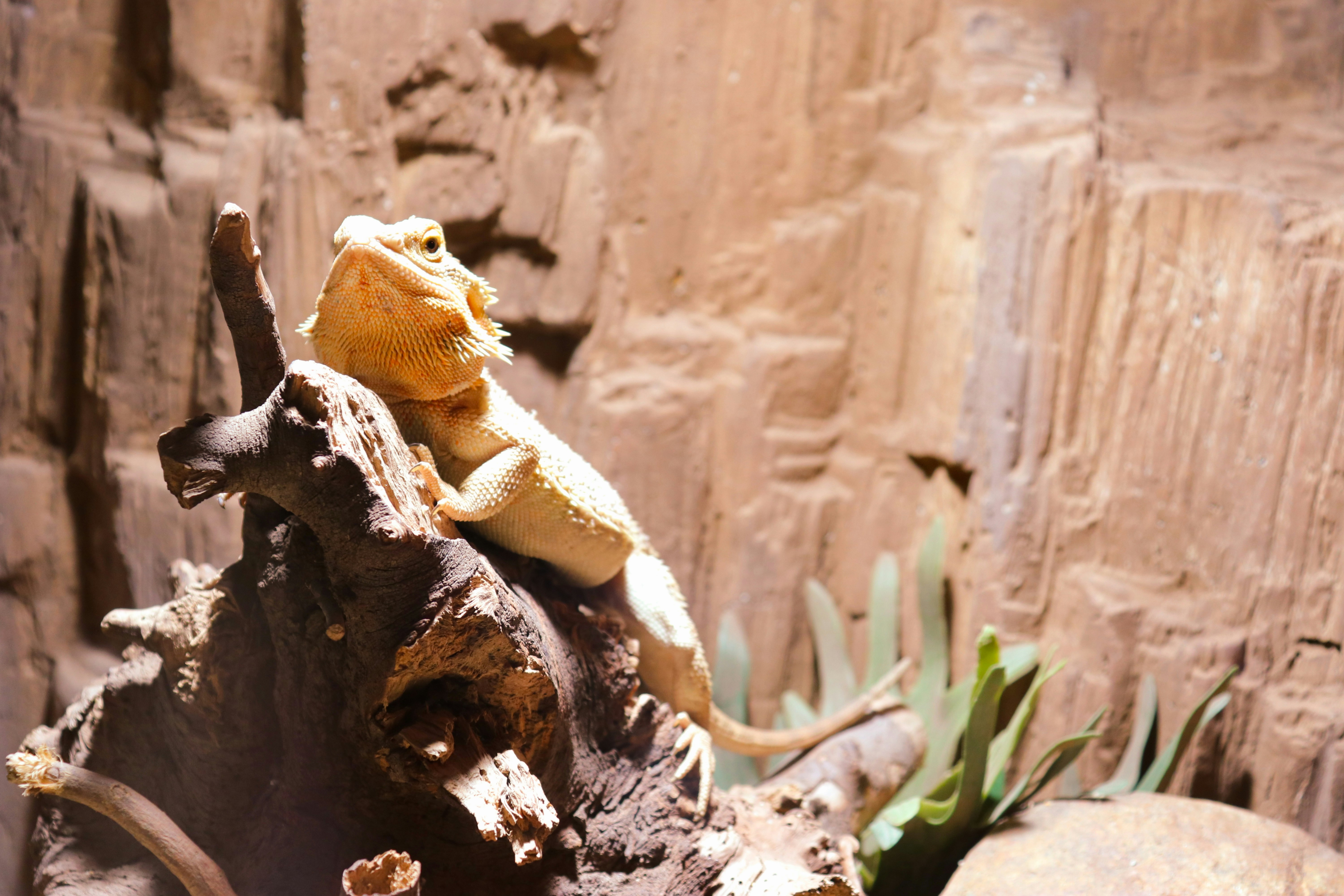 Sunlit Perch: Bearded Dragon on Weathered Driftwood