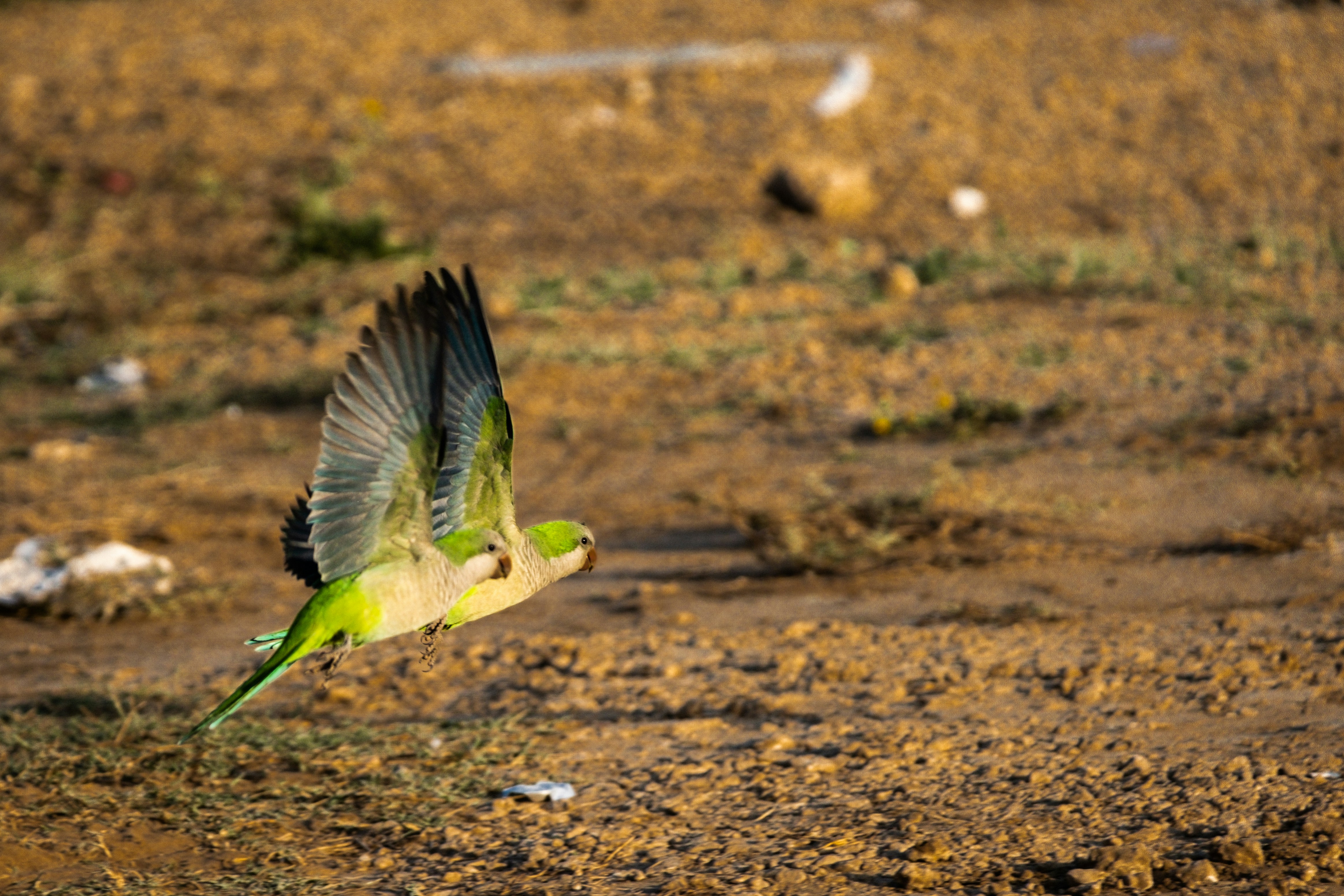 Photograph captures an emerald parakeet in mid-flight above a sun-baked, debris-strewn ground; shallow depth of field keeps the bird in sharp focus.
