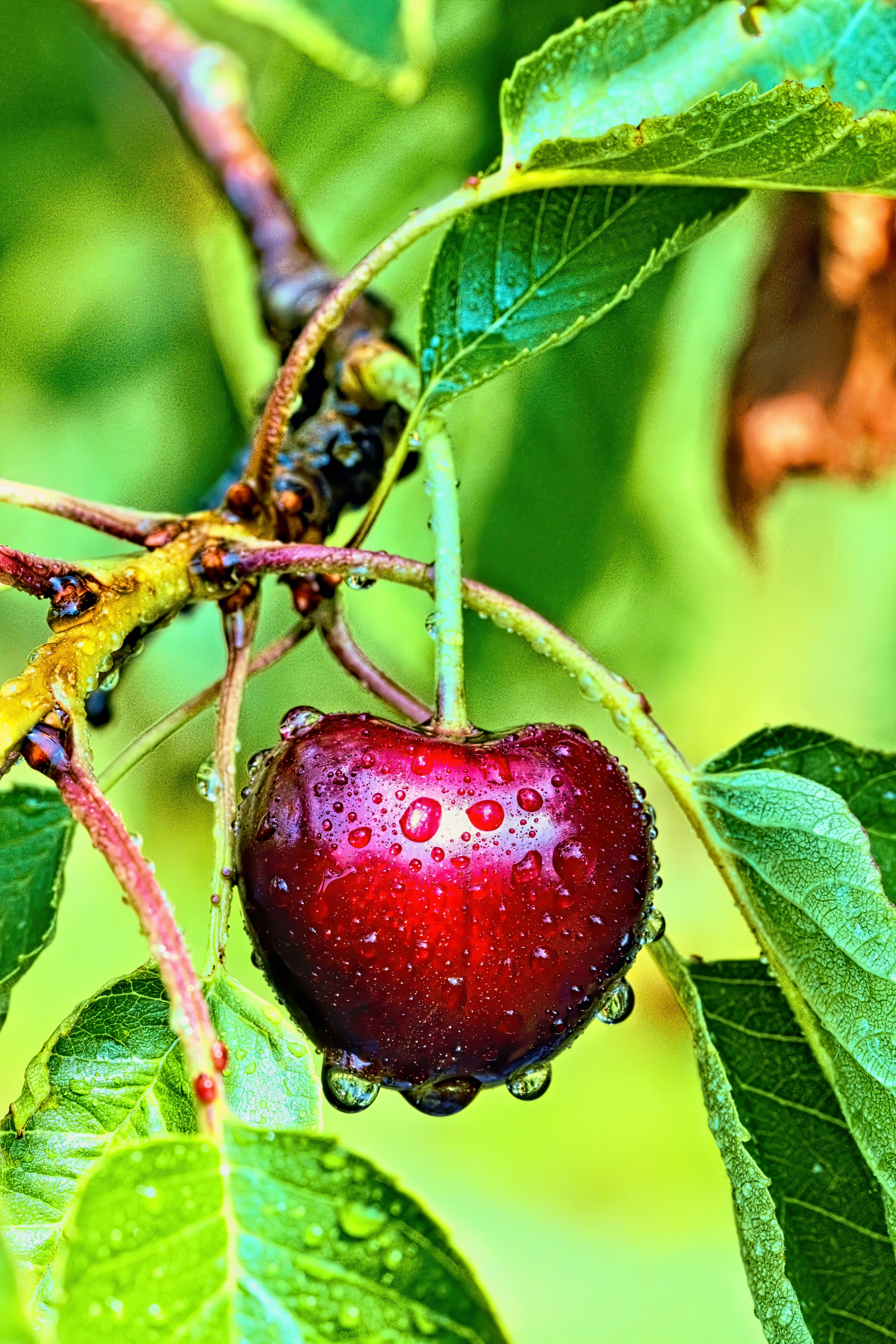 cherry, red, dark, leaves, waterdrop, water, drop, waterdrops, yellow, shiny, green, fruit, macro, ripe, mature. stem, light, star, bright, brilliant