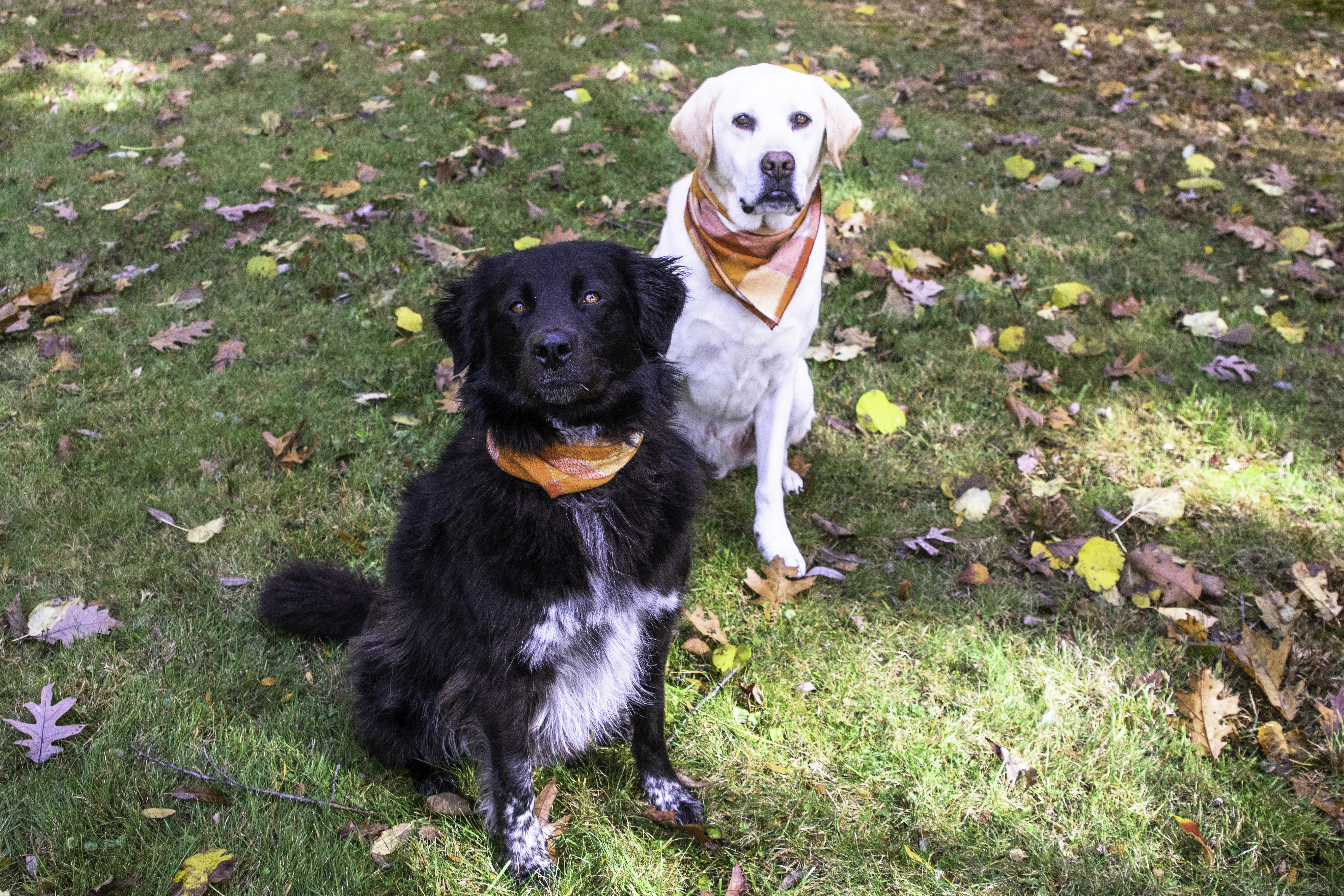 Two dogs wearing orange bandanas sit on a grassy field scattered with autumn leaves.