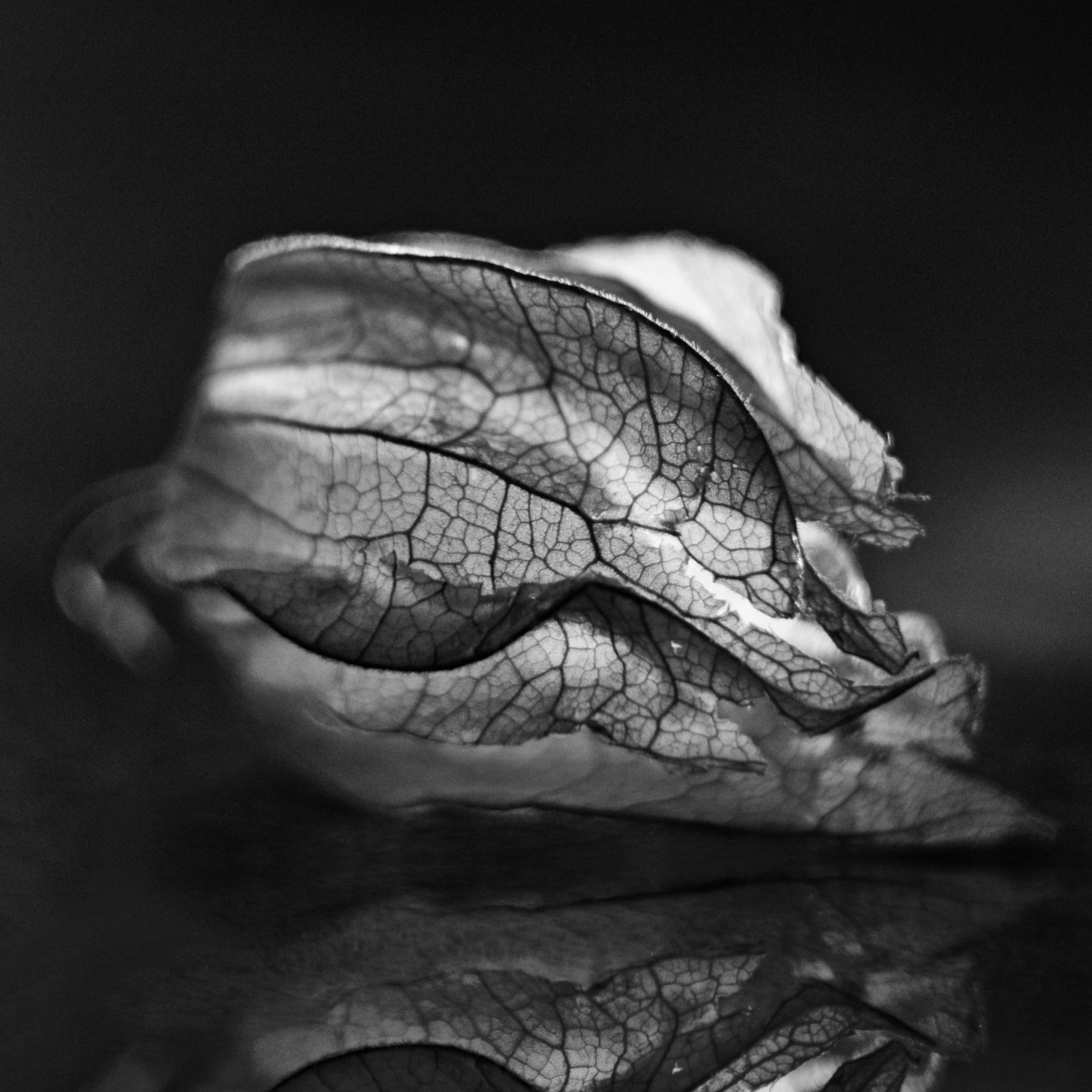 Veinwork in Mono: A Close-Up Study of a Dried Leaf and Its Quiet Reflection