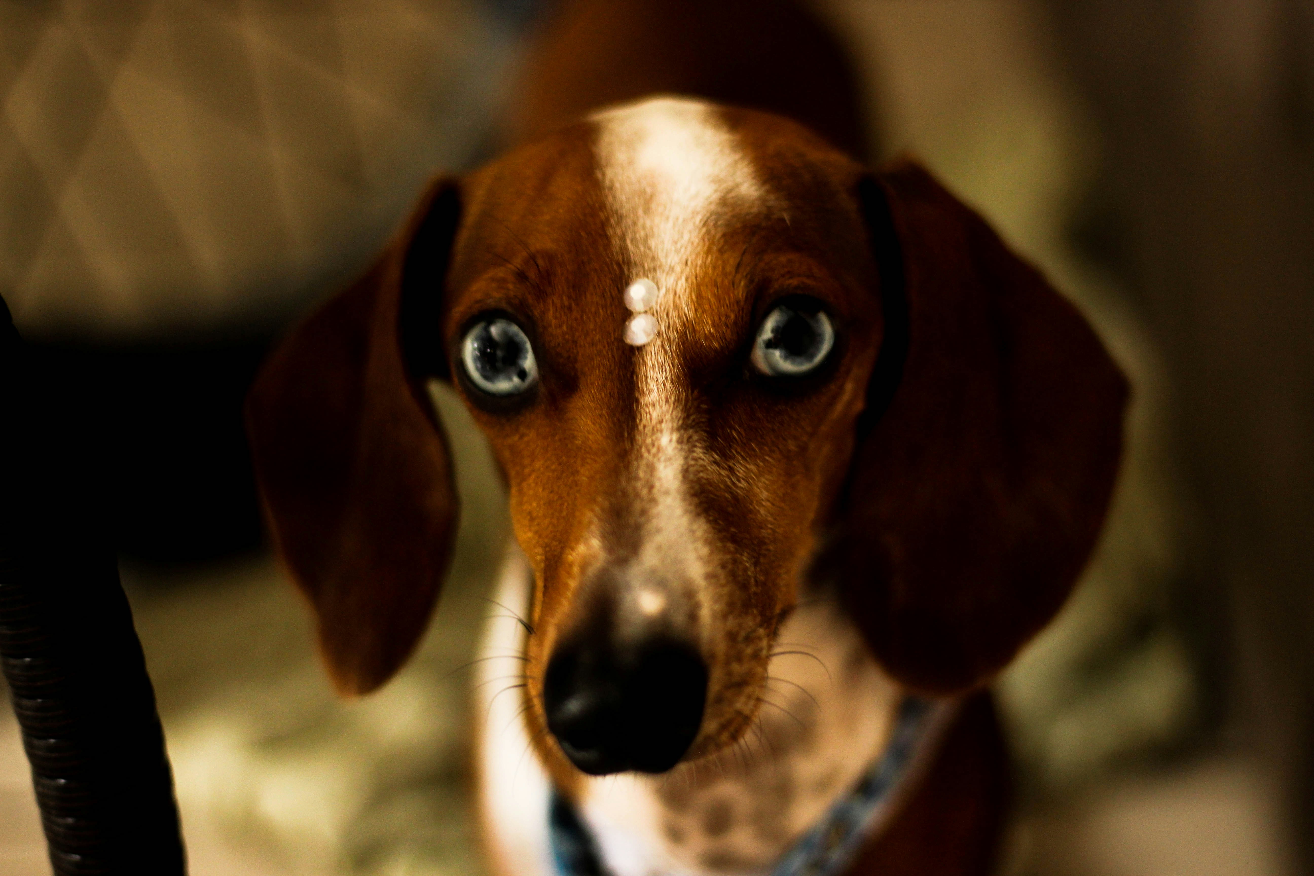 Close-up of a curious hound: focused gaze and a white dot on the brow