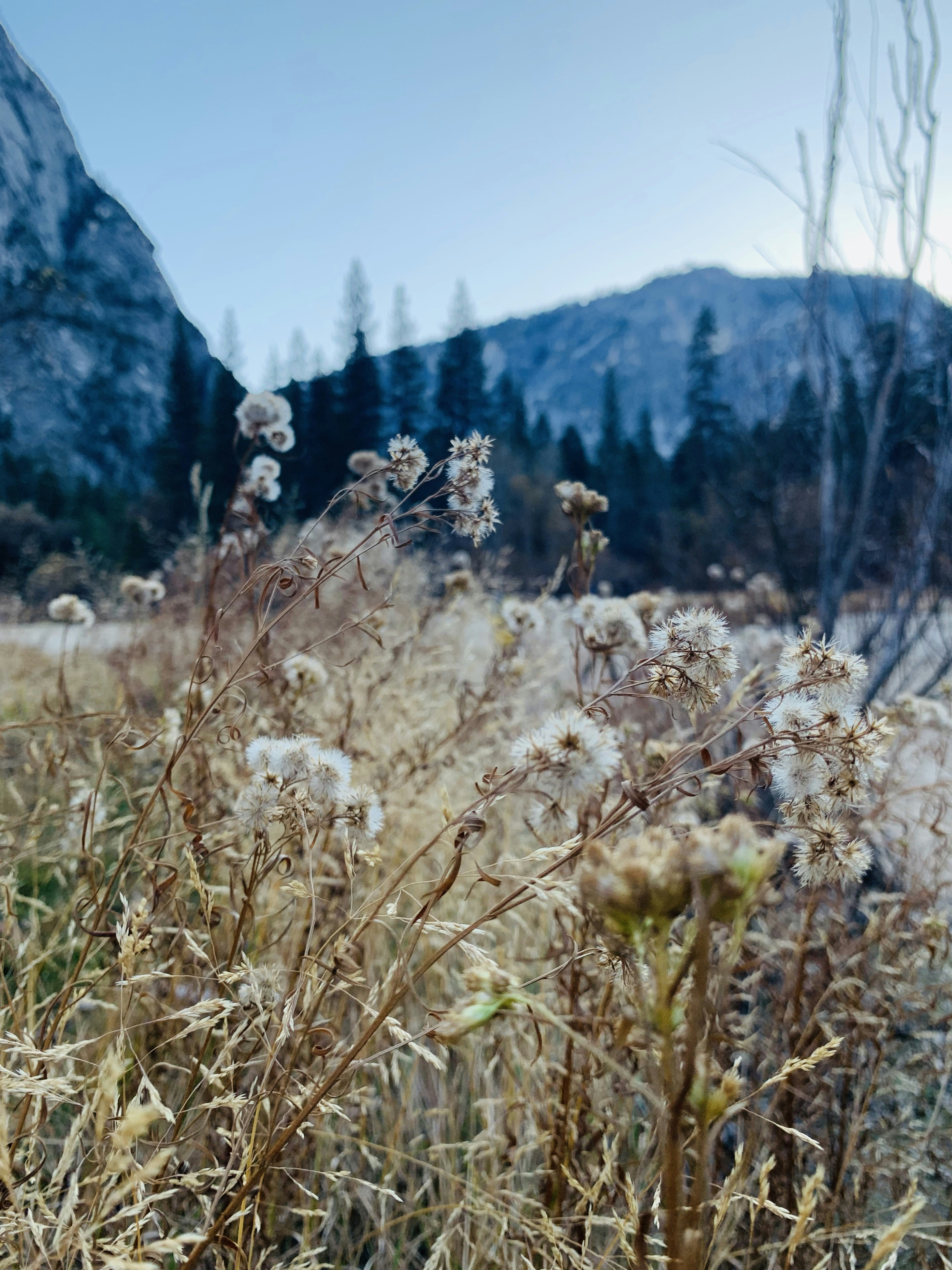 Seedhead Choir in a Wind-Swept Mountain Meadow