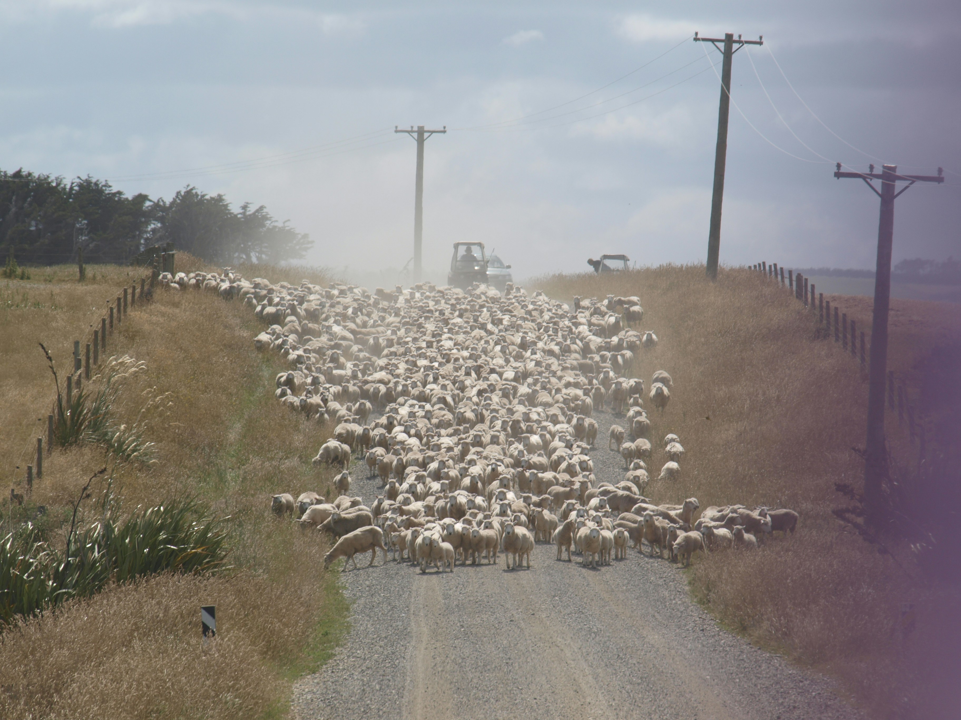 Rural gravel road blocked by a large flock of sheep, with tractors and power lines visible on the horizon.