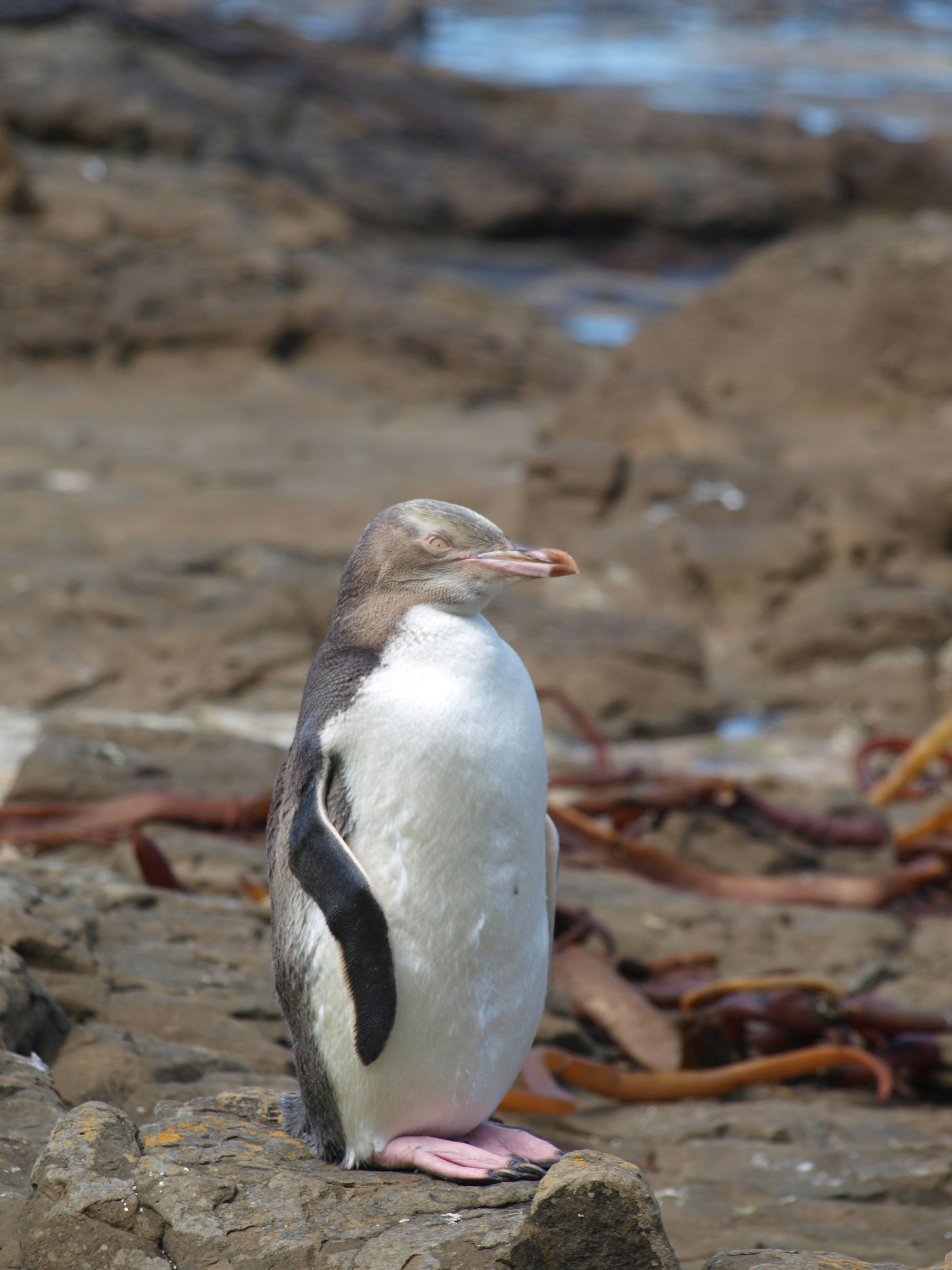 A photograph of a lone penguin standing on rugged rocks along a tidal shore, its white belly and black back catching the muted light.