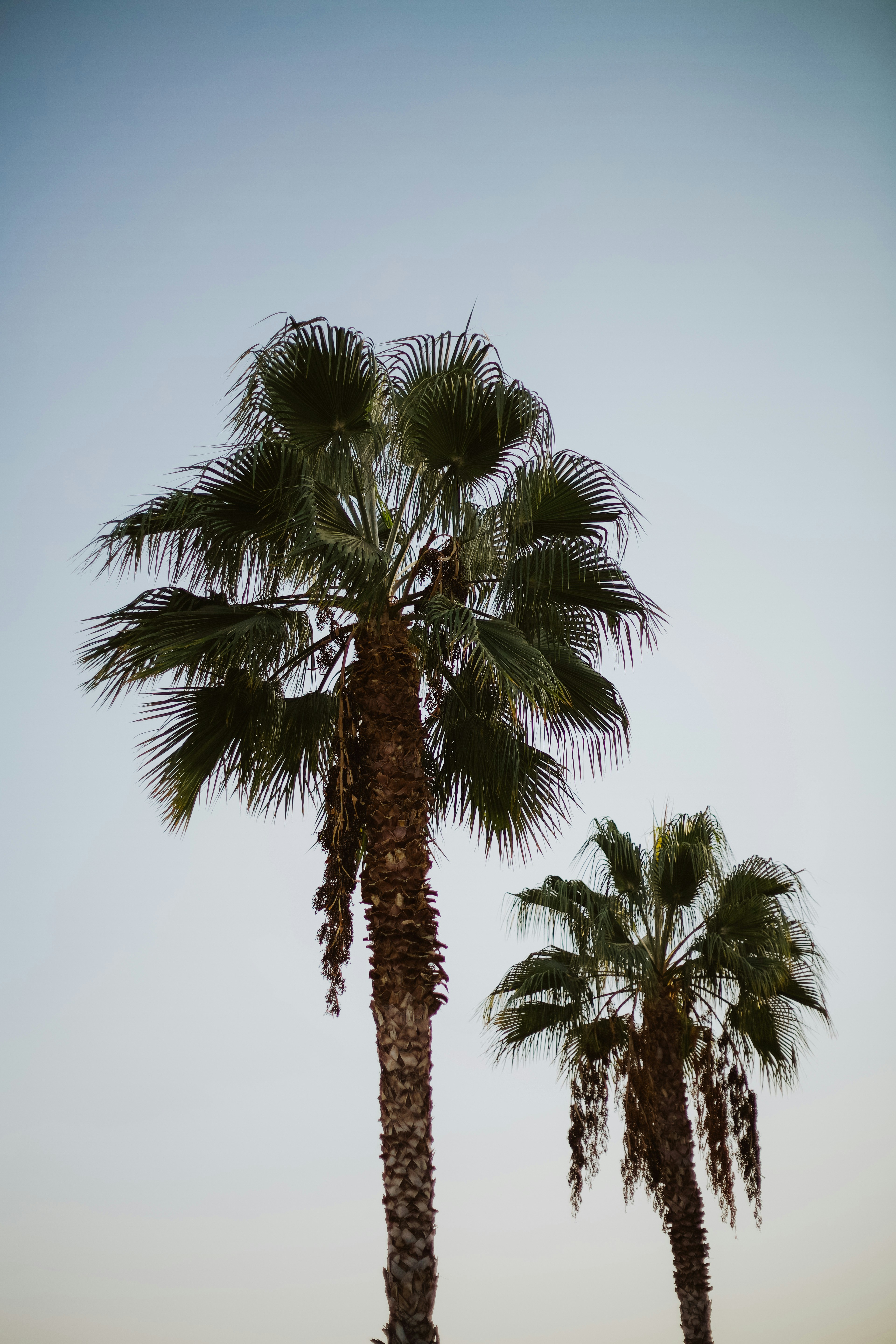 Two palm trees reaching toward a pastel sky at dusk, showcasing their elegant shapes against the fading light.