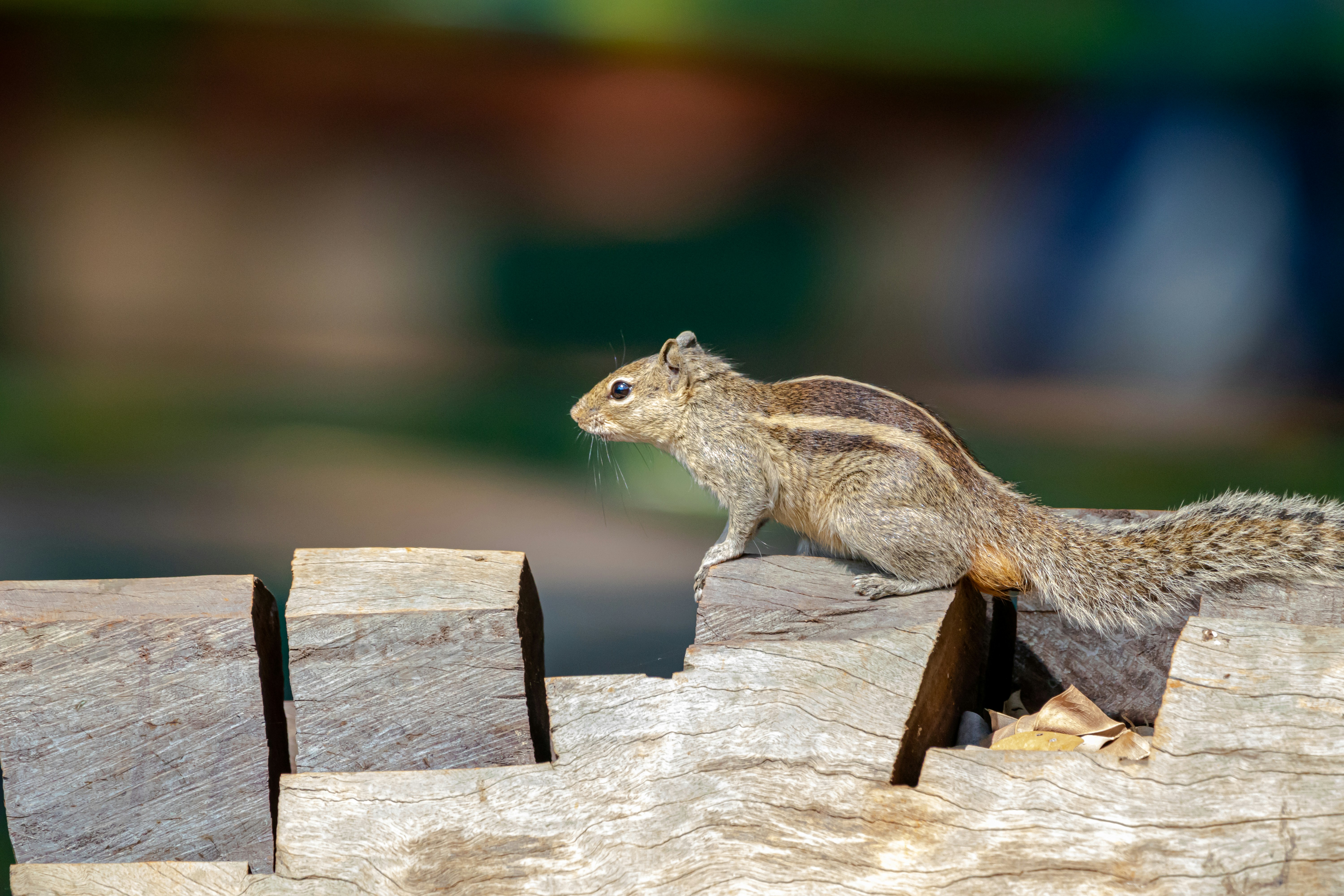 A squirrel pauses mid-leap on a wooden log, showcasing its agility against a blurred natural backdrop.