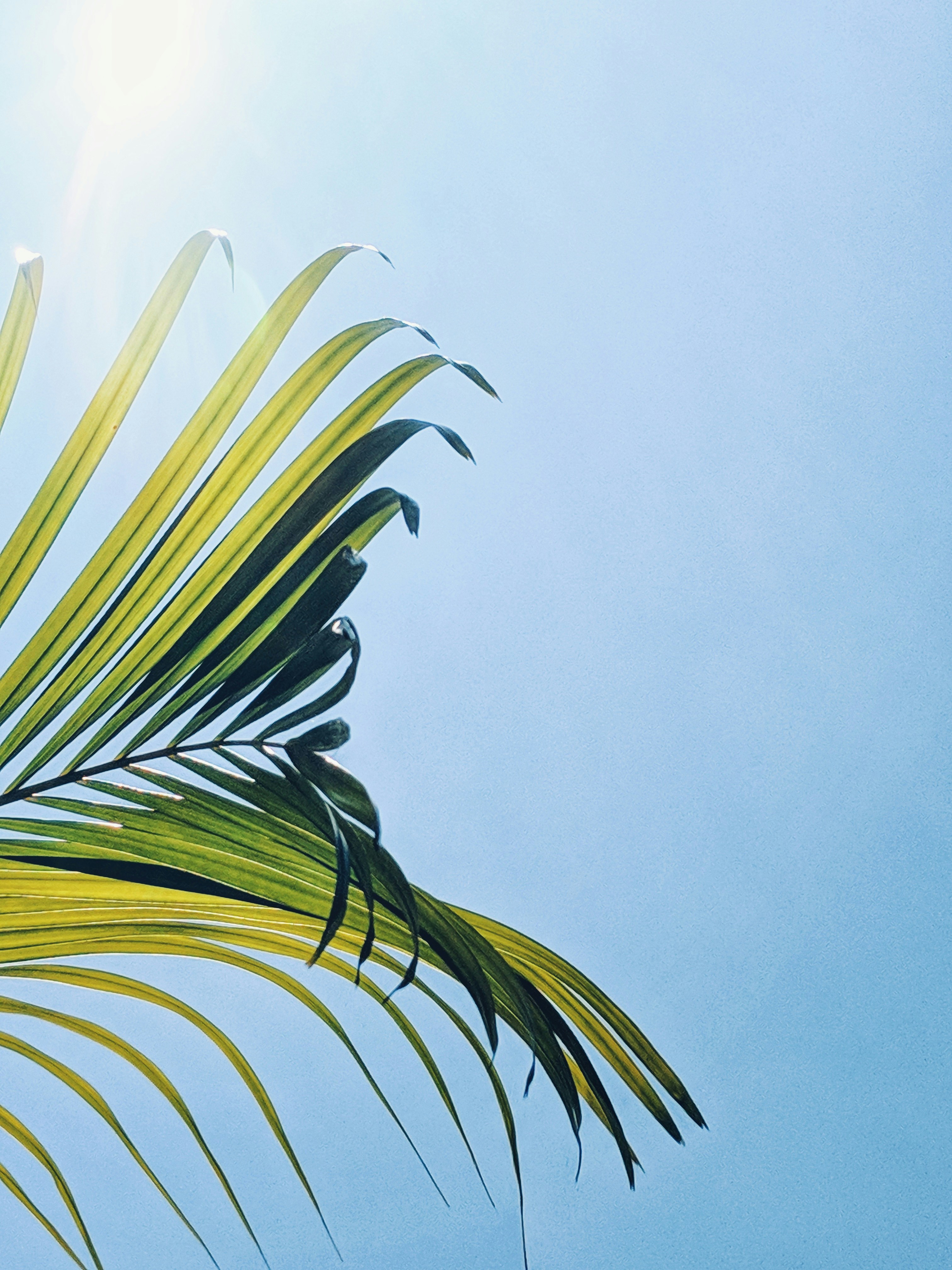 Vibrant palm fronds reaching towards a bright sky, illuminated by sunlight. A tranquil moment capturing the essence of nature's beauty.