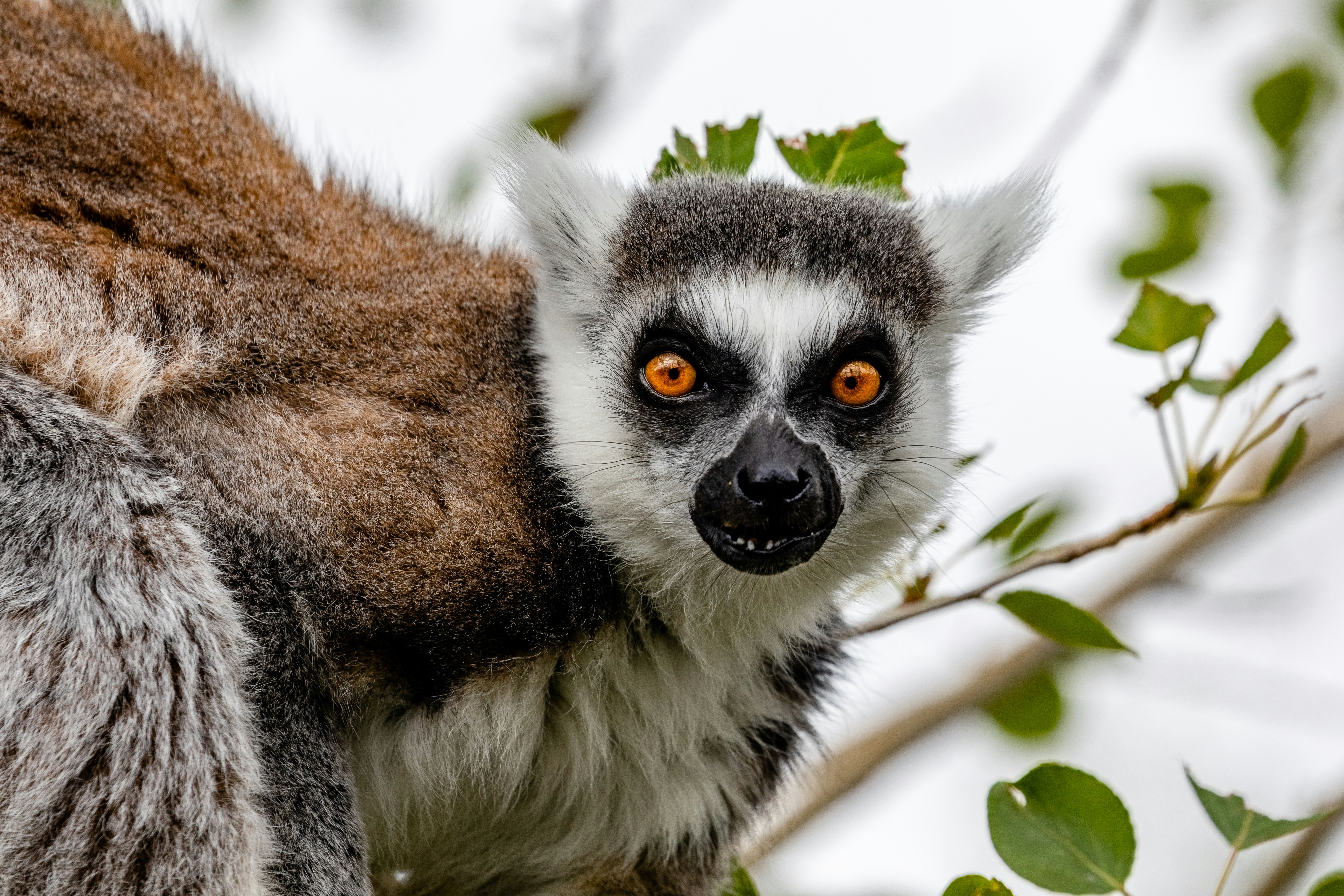 Close-up of a lemur with striking orange eyes, perched among green leaves. The intricate fur details and expression convey a sense of curiosity.
