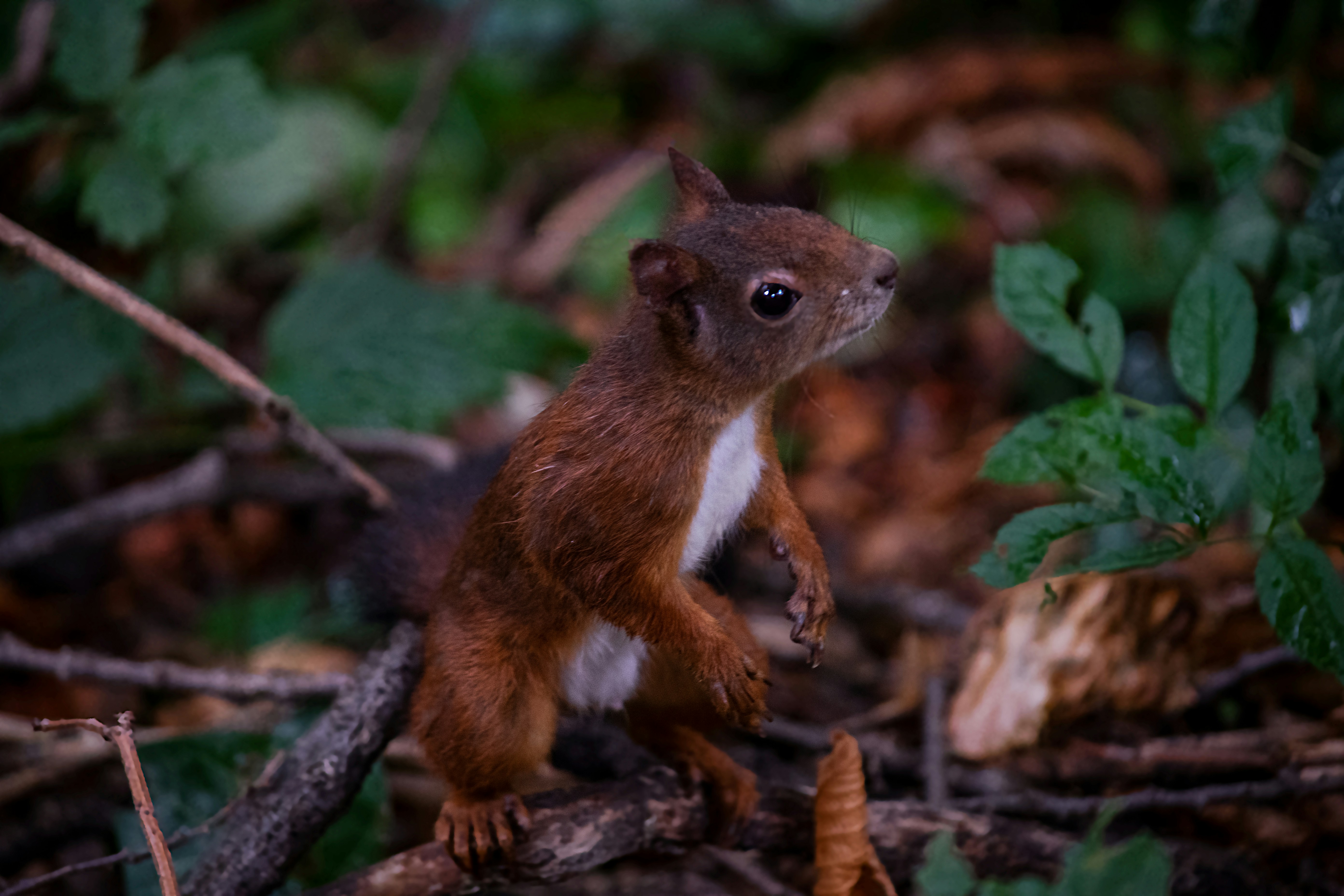 Copper-Red Squirrel on a Leaf-Litter Stage