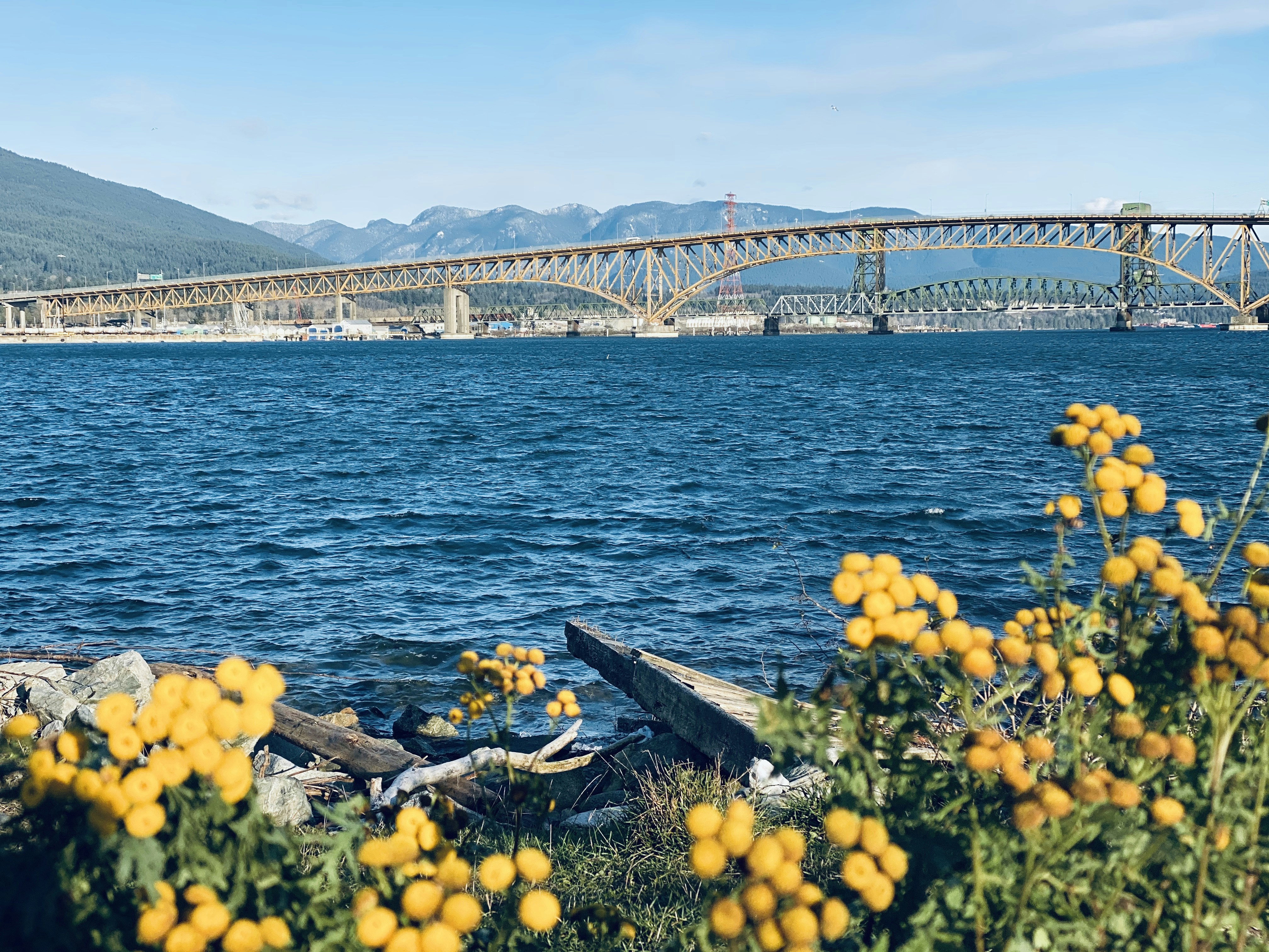 Vibrant yellow flowers in the foreground with a sweeping view of a steel bridge spanning a shimmering body of water, backed by distant mountains.
