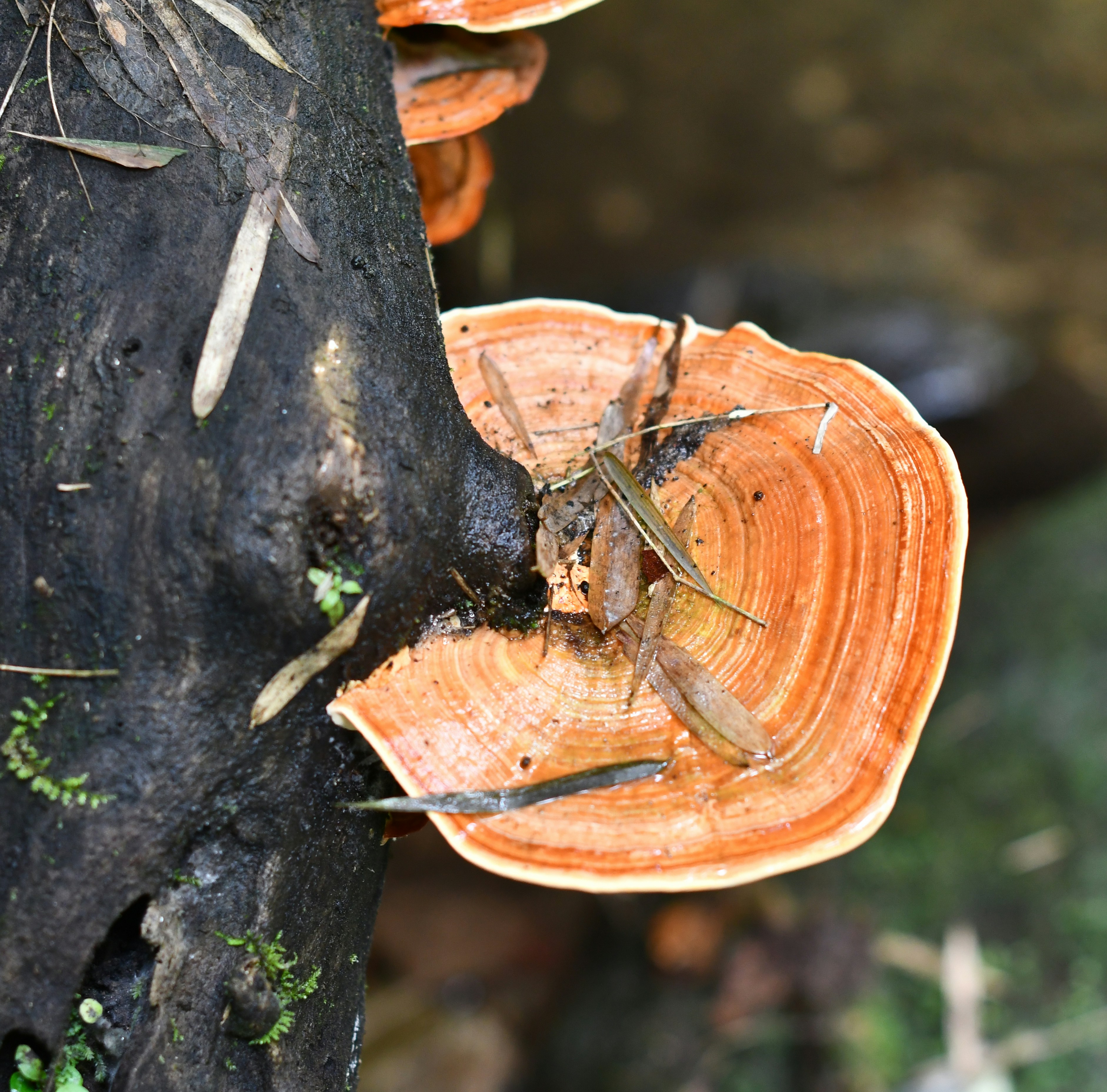 Orange Growth on Weathered Tree Ring: A Close-Up of Fungi and Wood Grain