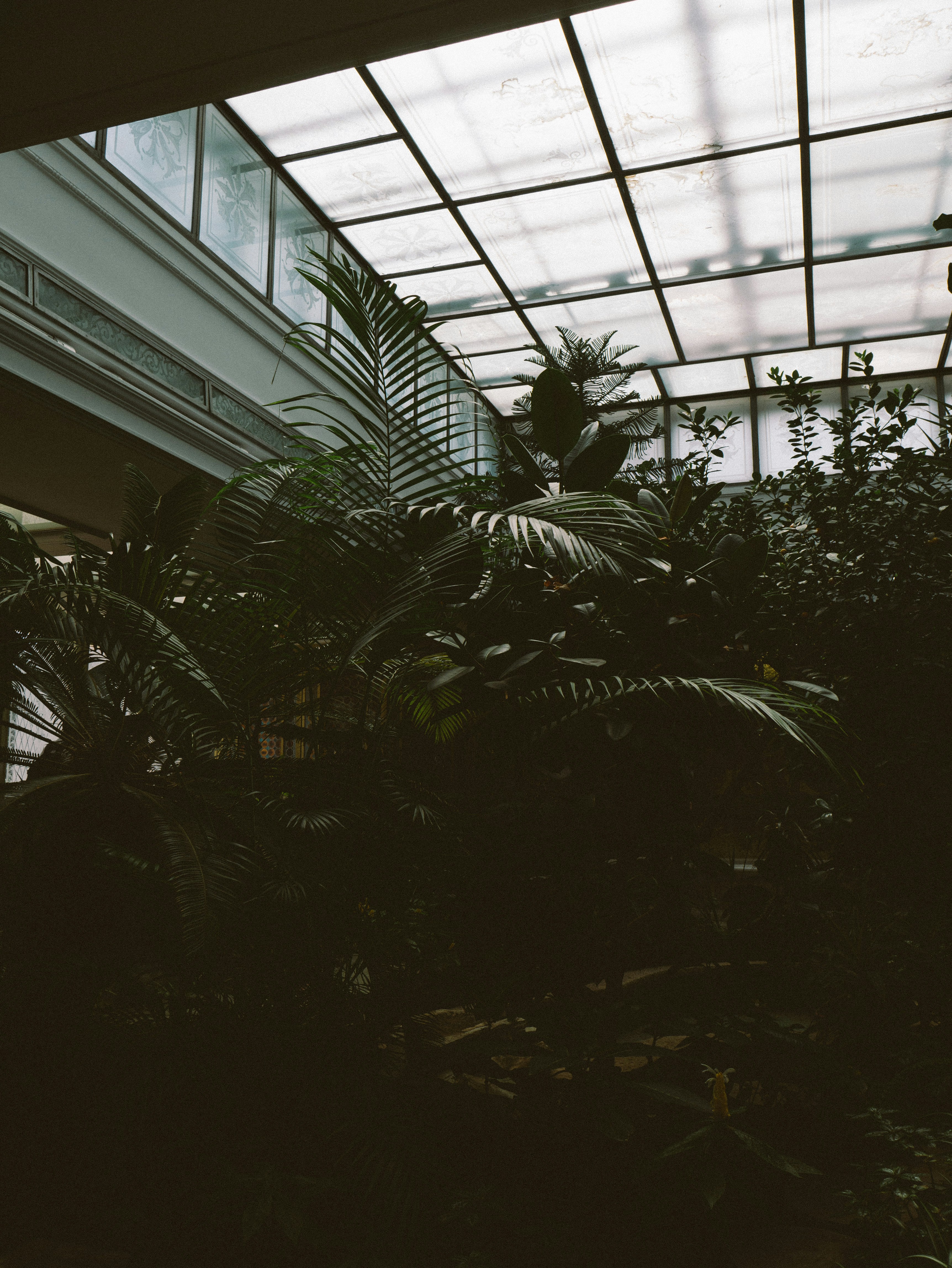 Lush greenery fills a tranquil indoor space, illuminated by natural light filtering through a glass ceiling.